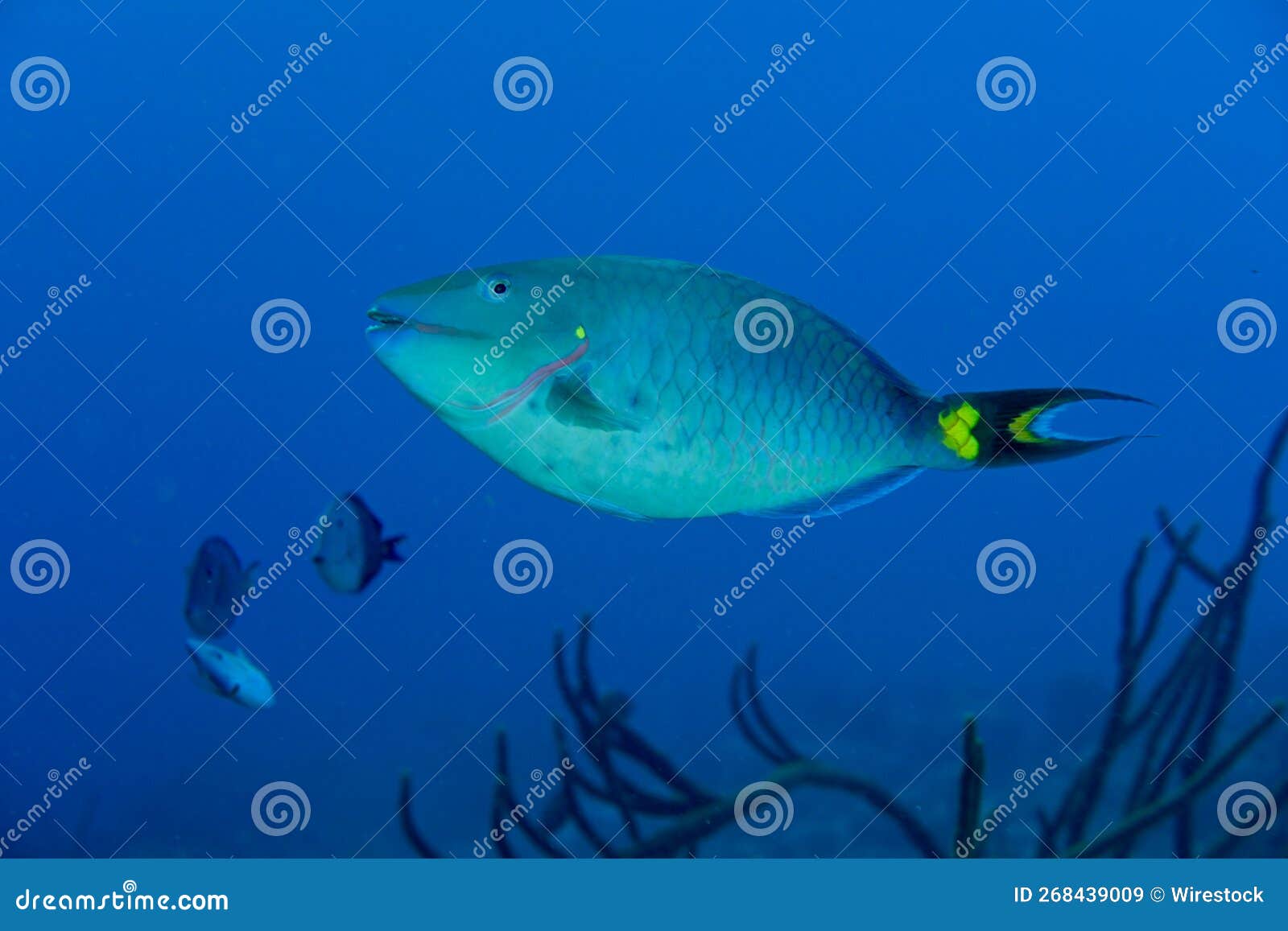 Closeup of a Blue Parrotfish (Scarus Coeruleus) Under the Water Stock ...