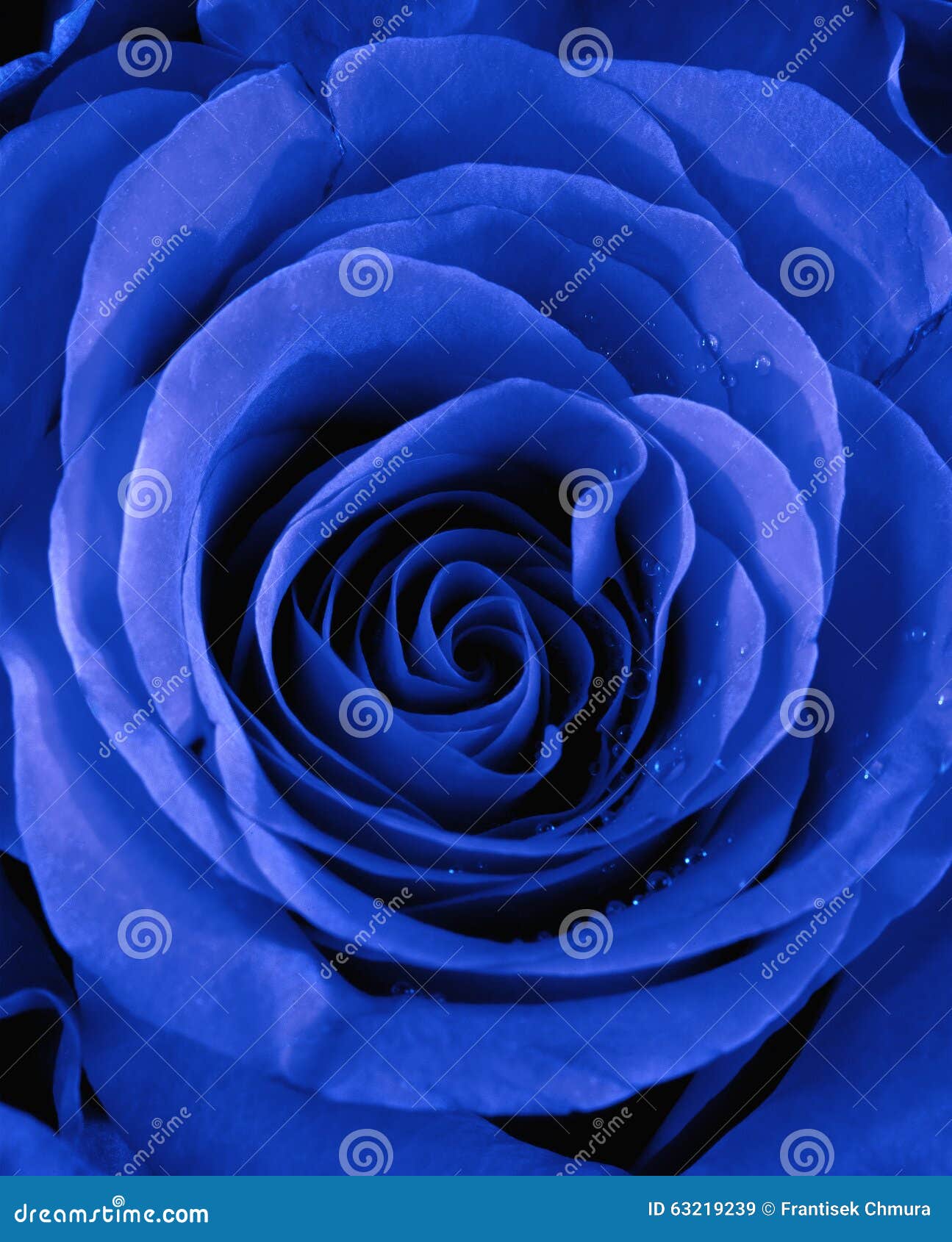 Closeup of a Blue Rose stock image. Image of drop, nature - 63219239