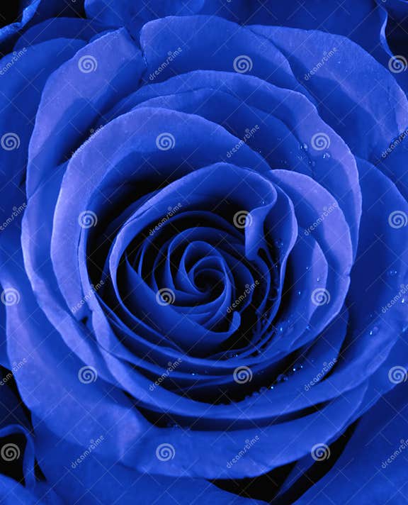 Closeup of a Blue Rose stock image. Image of drop, nature - 63219239