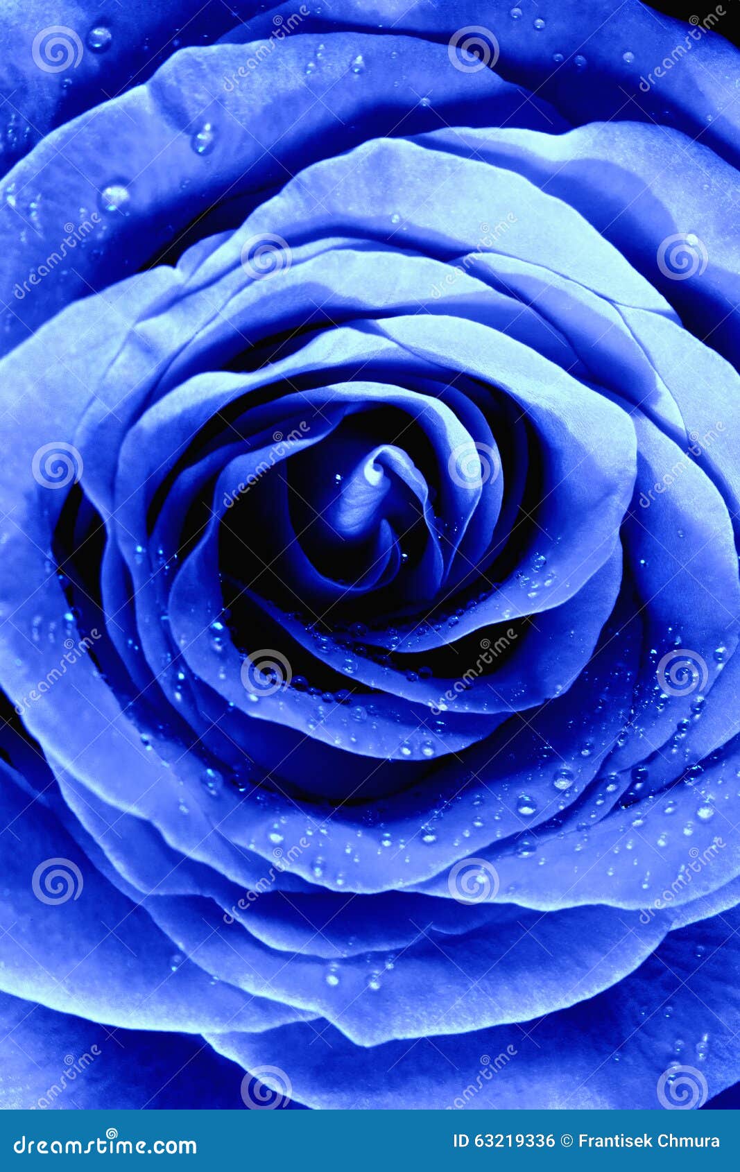 Closeup of a Blue Rose stock photo. Image of petal, drop - 63219336