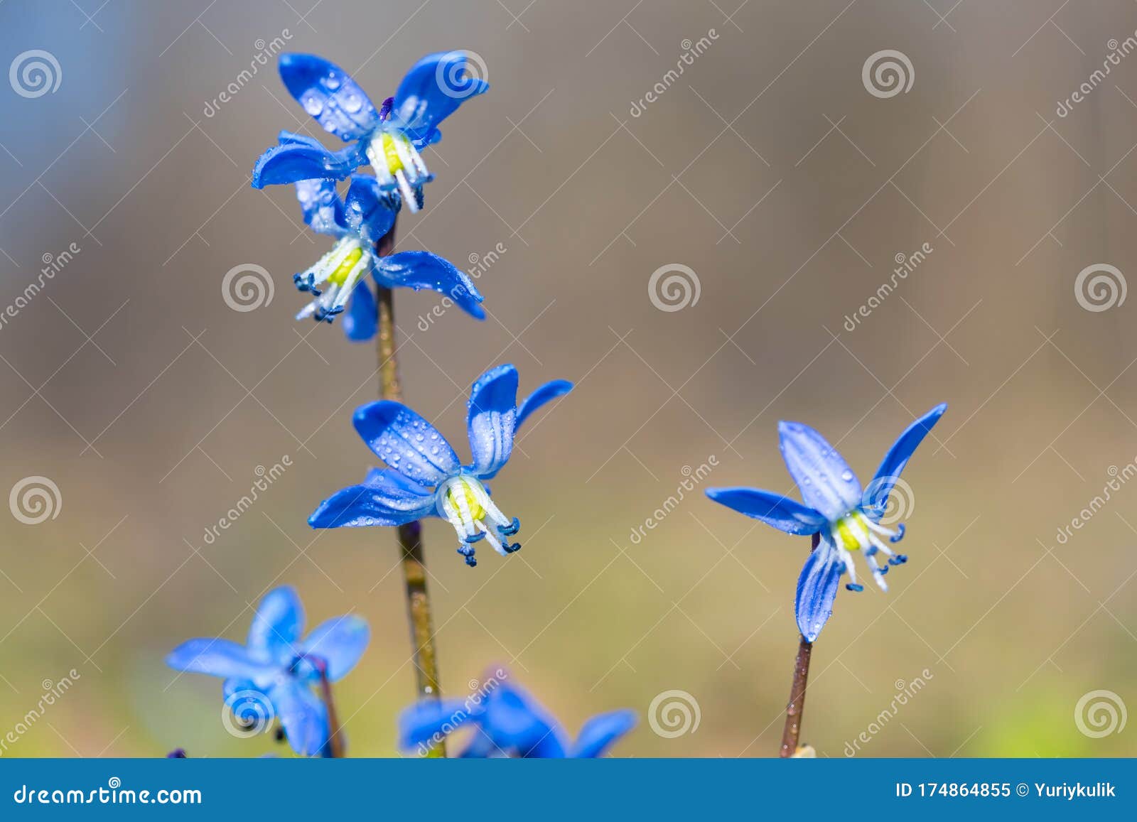 Closeup blue Scilla flower stock image. Image of petal - 174864855