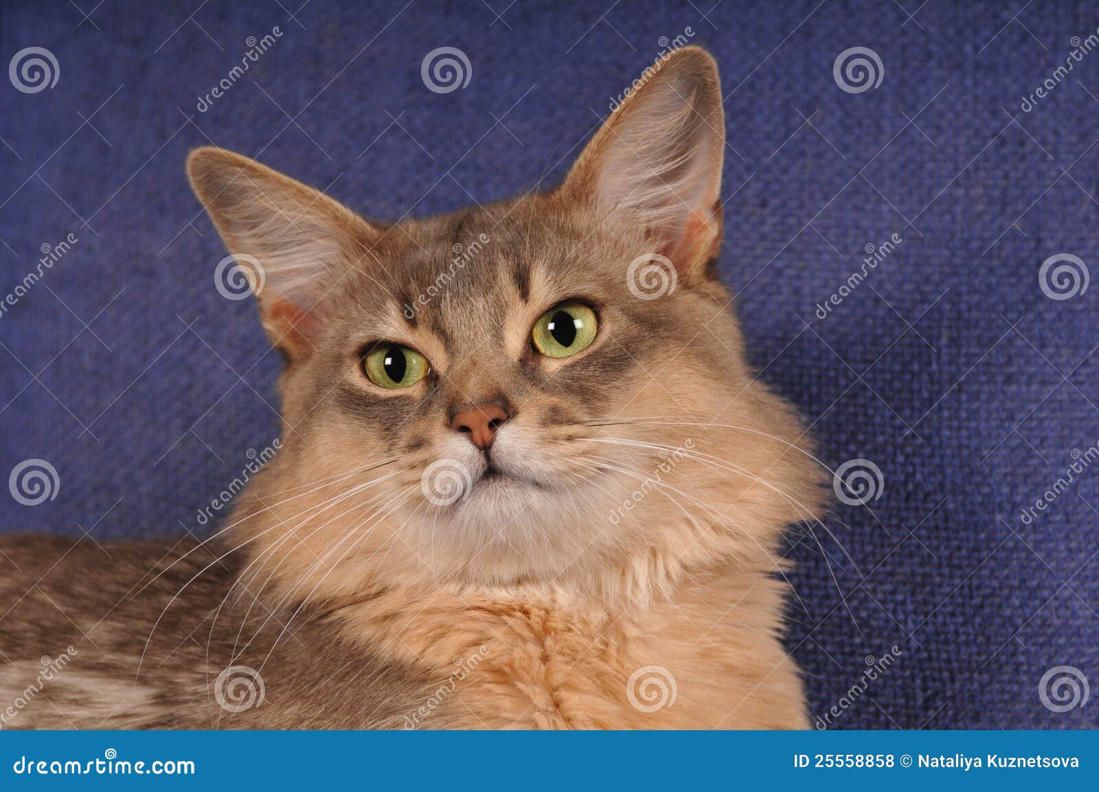 Closeup Blue Somali Cat Portrait Stock Photo - Image of blue, head ...