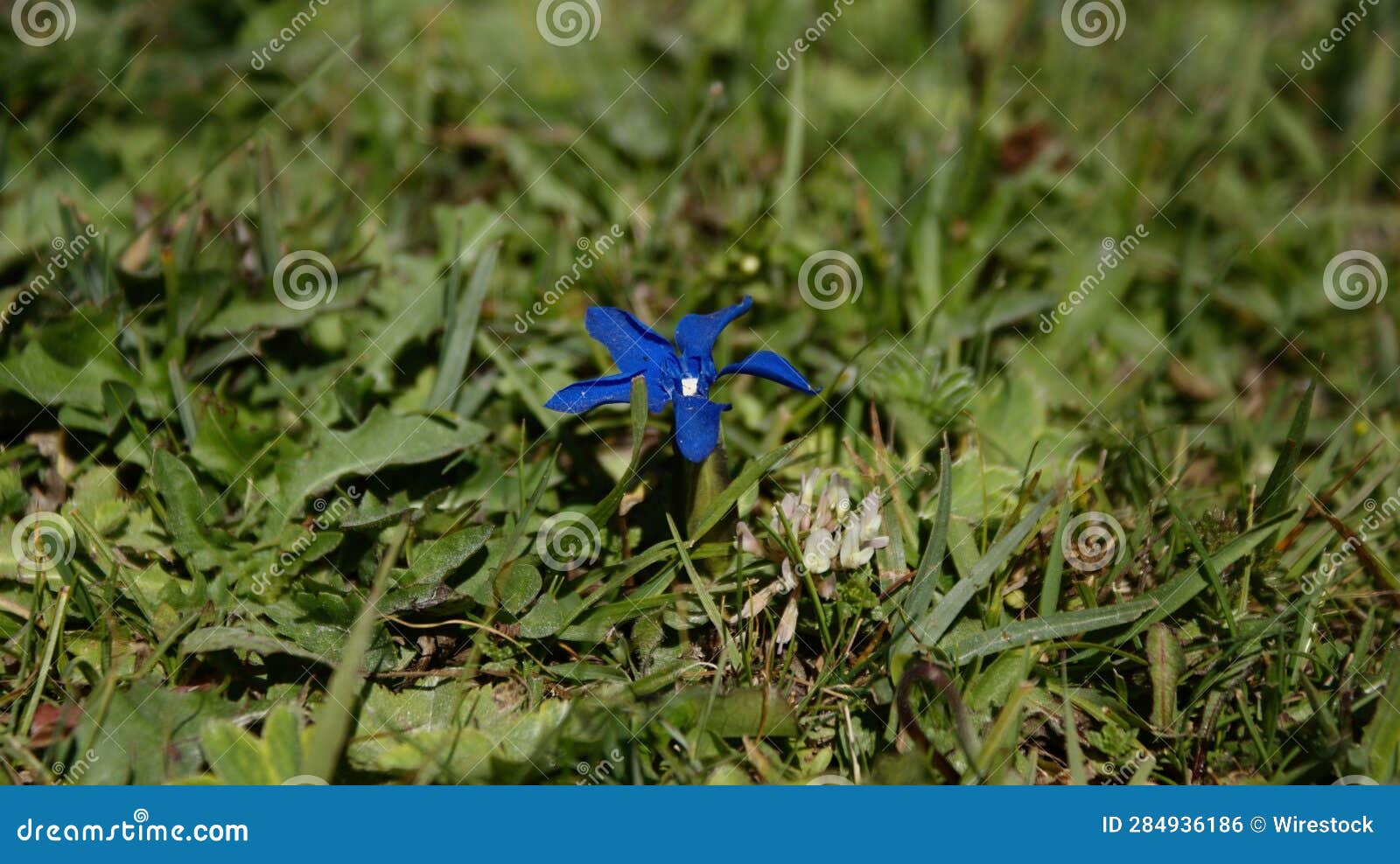Closeup of a Blue Spring Gentian in a Lush Green with a Blurry ...