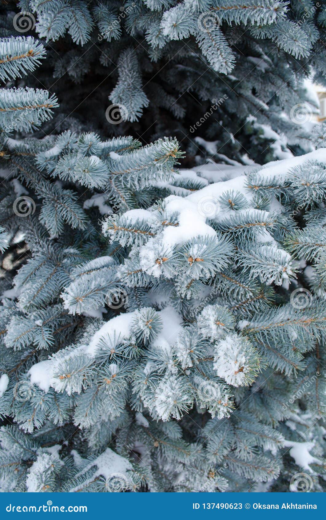 Blue Spruce in the Snow Close-up Vertically Stock Image - Image of ...