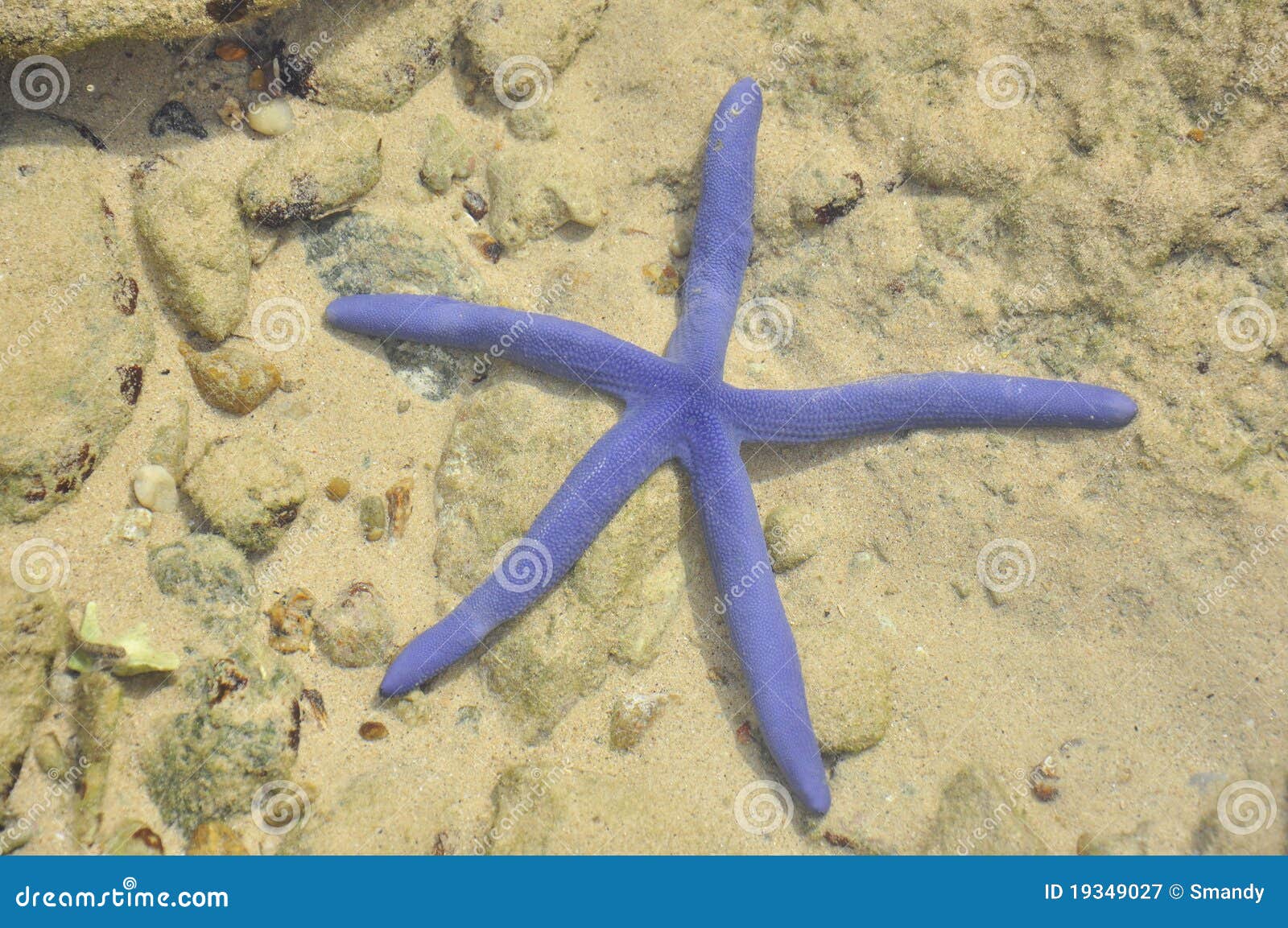 Closeup of Blue Starfish in the Sea Stock Image - Image of closeup ...