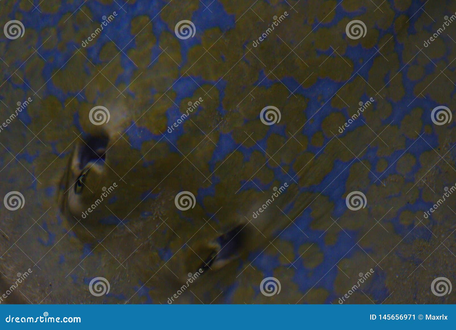 Stingray Top View Stock Photos - Free & Royalty-Free Stock Photos from ...