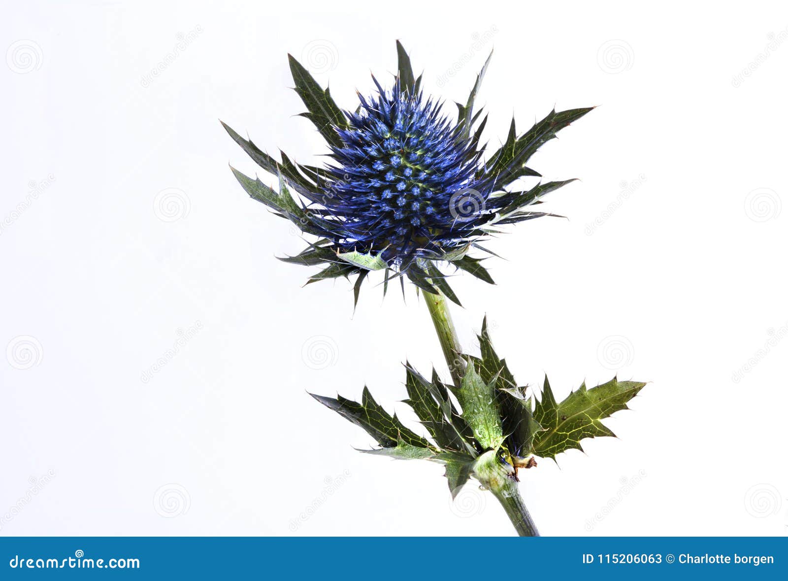 Blue Thistle on White Background Stock Image - Image of summer, thistle ...