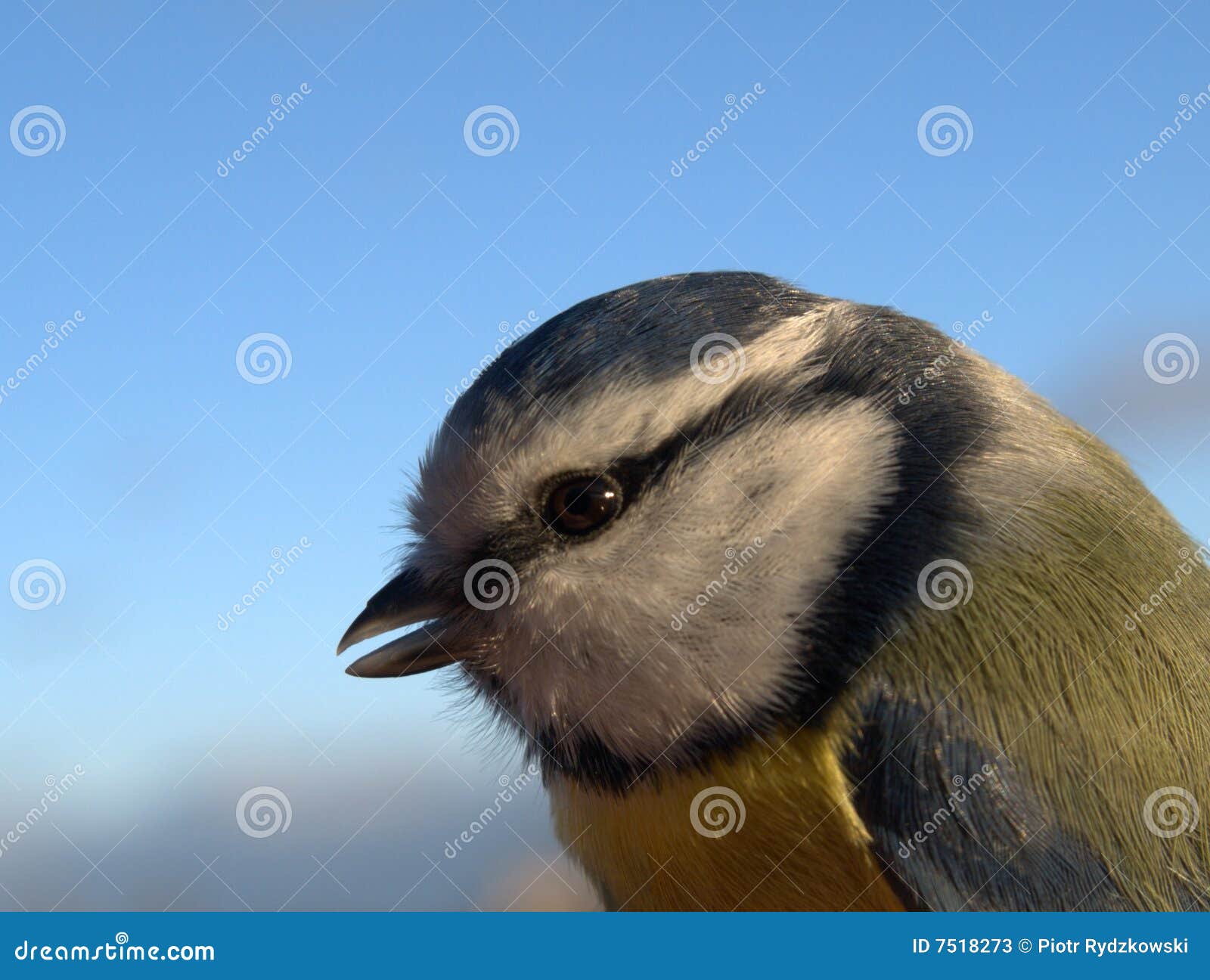Closeup of blue tit stock image. Image of wildlife, blue - 7518273