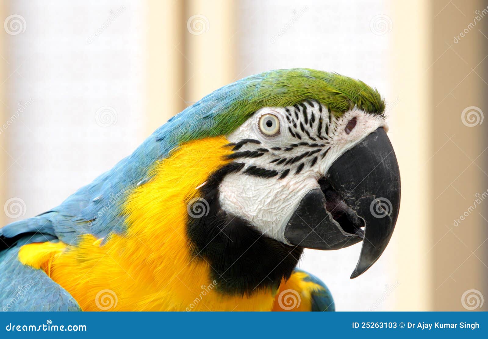 Closeup of a Blue and Yellow Macaw Stock Image - Image of arinae ...