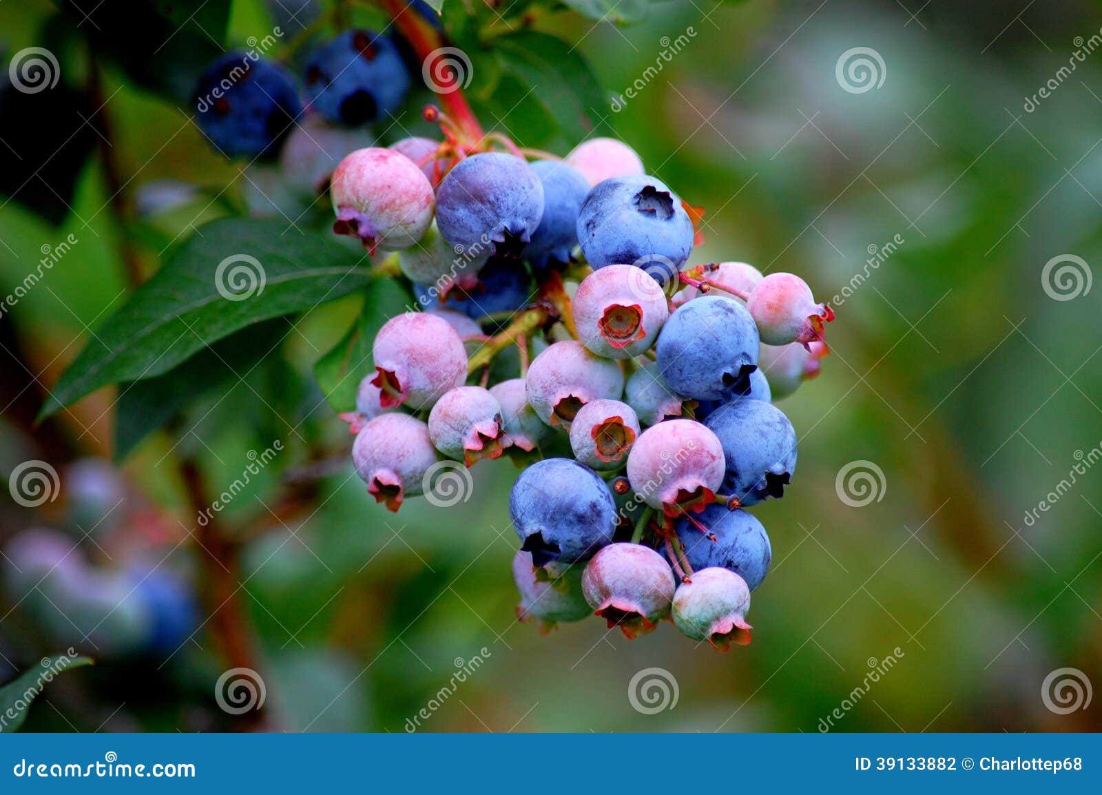 Closeup of blueberry bunch stock photo. Image of fruit - 39133882