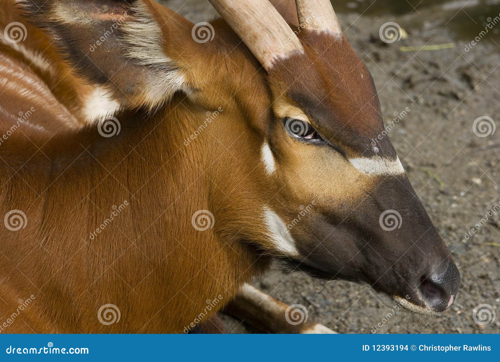 Closeup of a Bongo Antelope Stock Photo - Image of outdoors, mammal ...