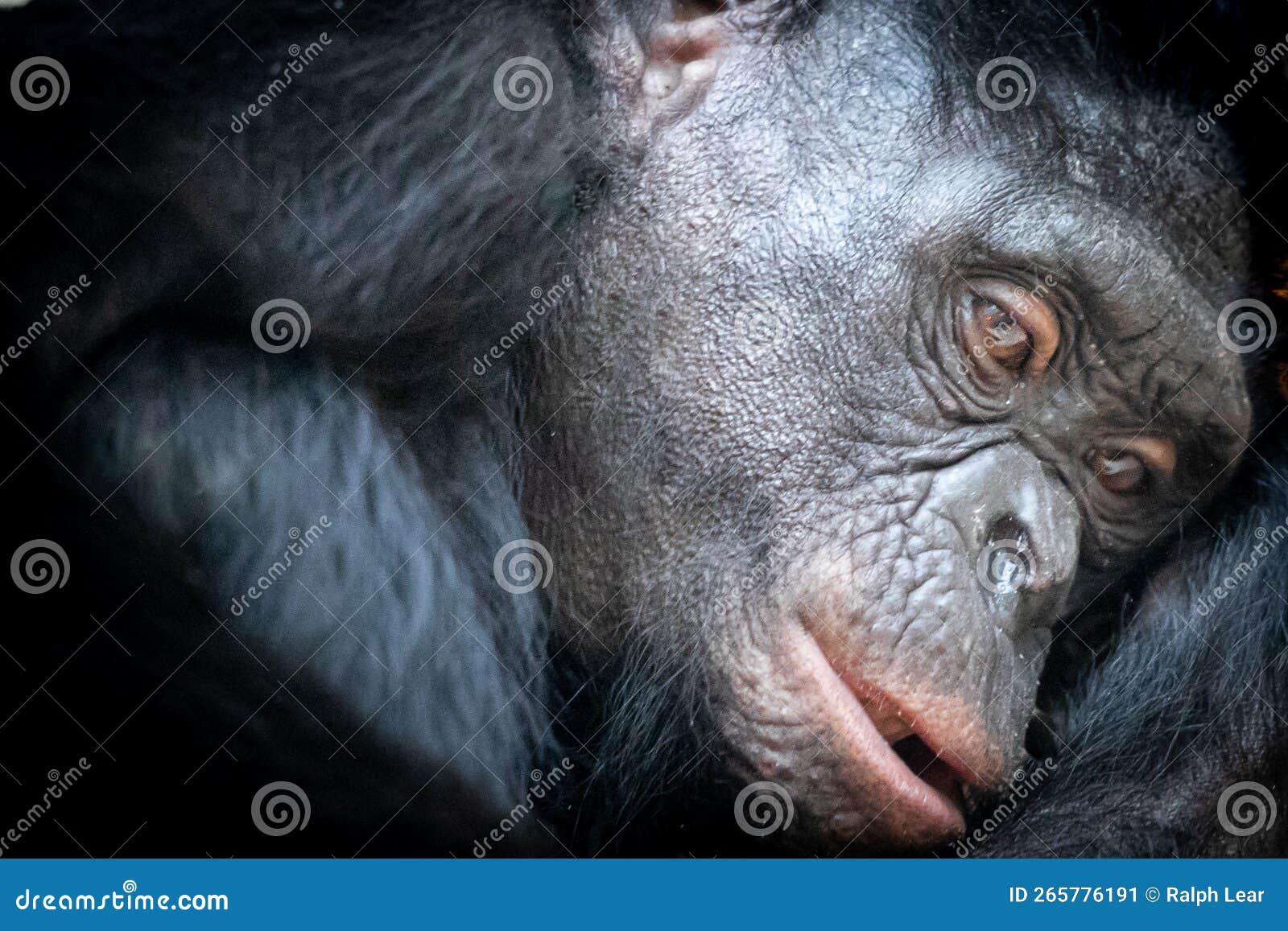 Closeup Of A Bonobo Holding A Swing Rope, Human Ape, Pygmy Chimpanzee ...