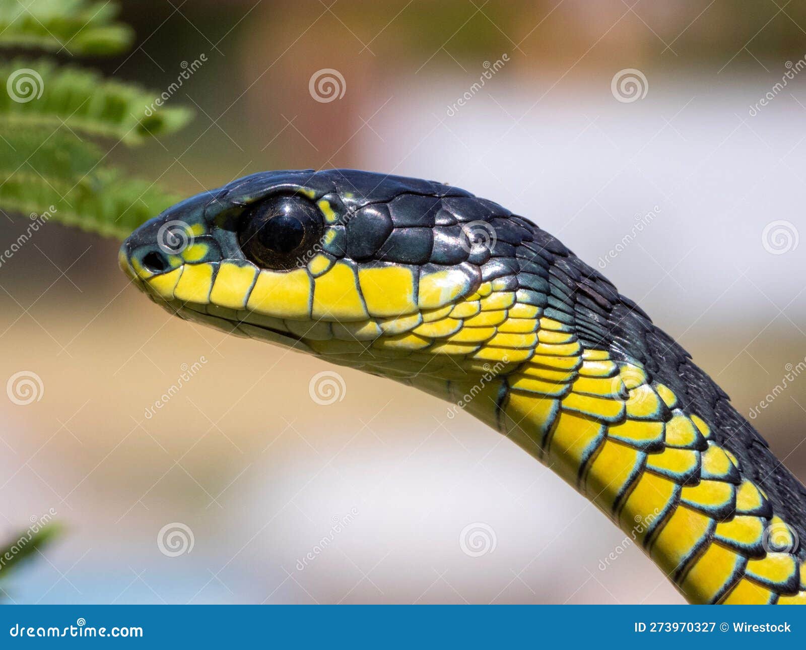 Closeup of a Boomslang on a Tree in a Field with a Blurry Background ...