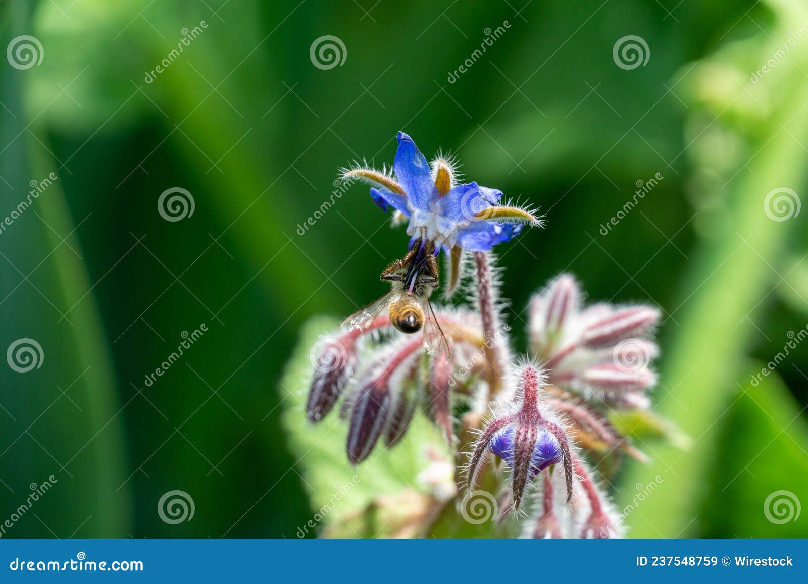 Closeup of the Borage, Also Known As a Starflower. Stock Image - Image ...