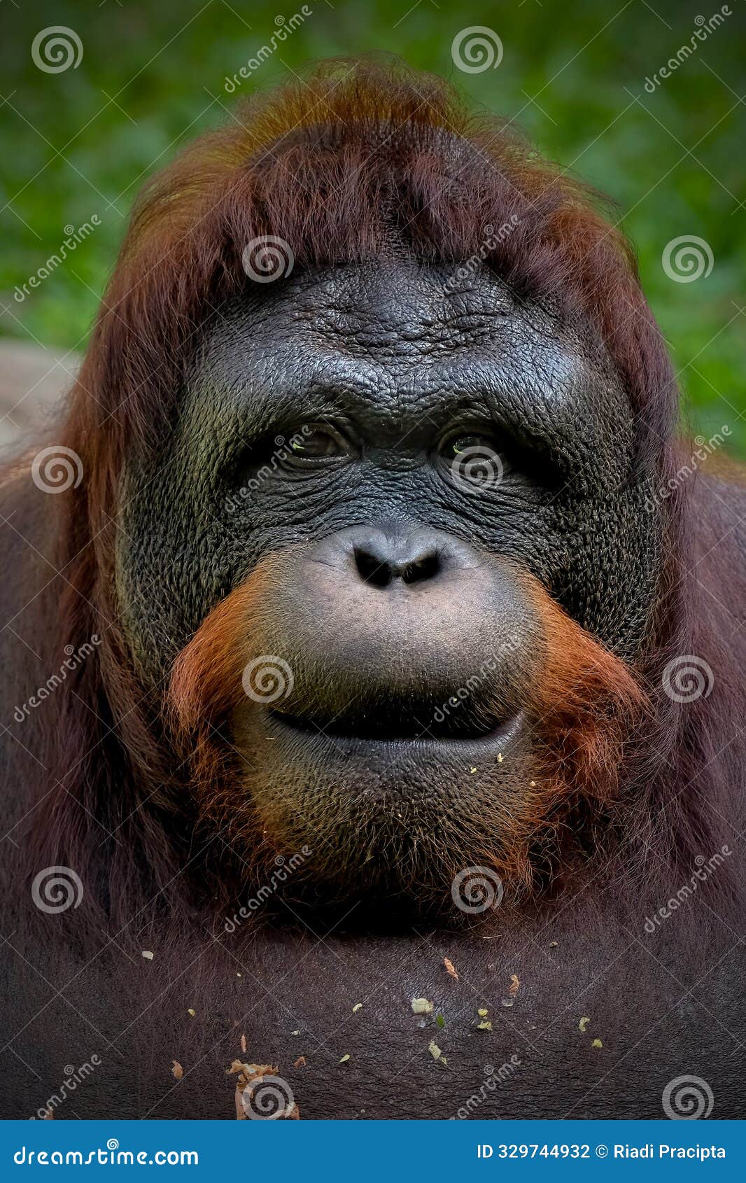 Closeup Bornean Orangutan Pongo Pygmaeus Stock Photo - Image of asia ...