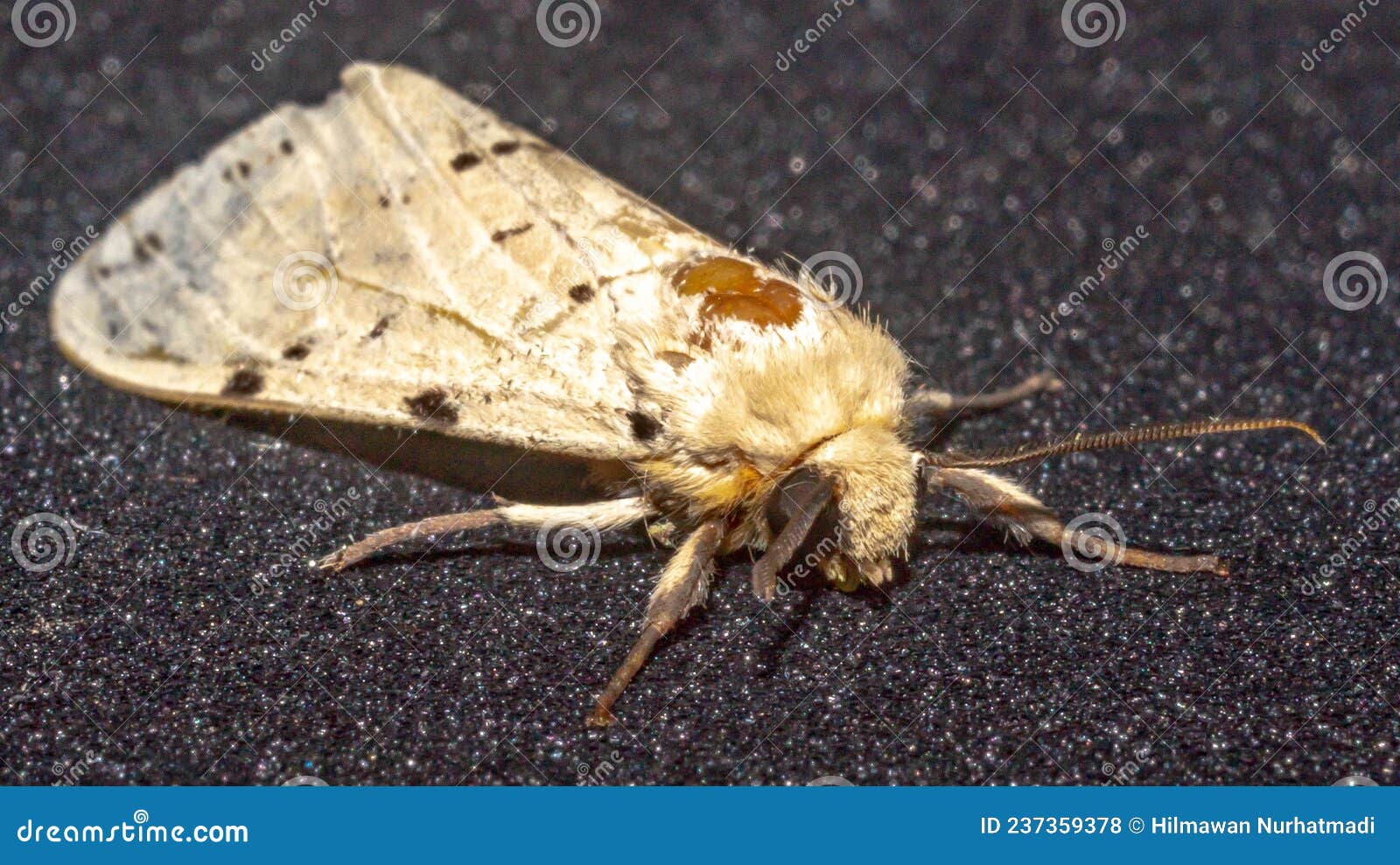 Borneo gypsy moth stock photo. Image of macro, indonesia - 237359378