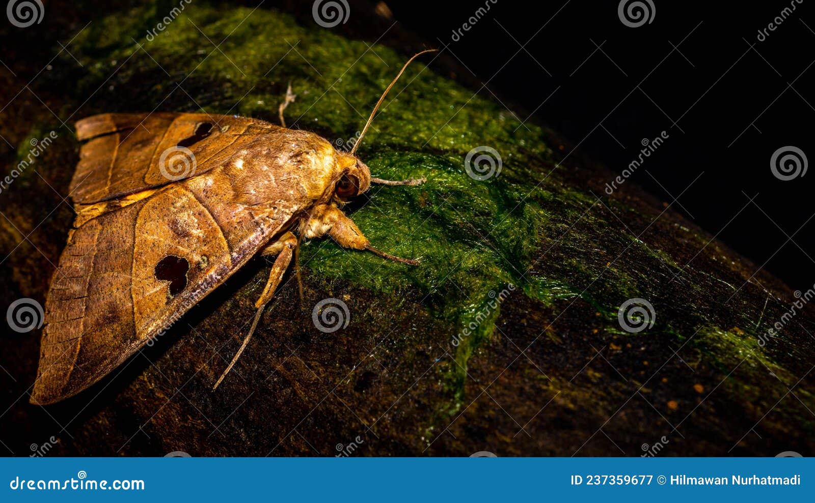 Closeup of Borneo Moth Allagrapha Aerea Stock Image - Image of fauna ...