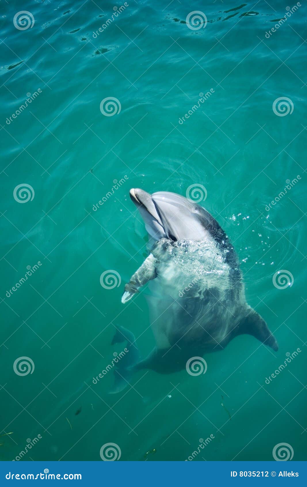 Closeup Bottlenosed Dolphin Looking Out Stock Photo - Image of closeup ...