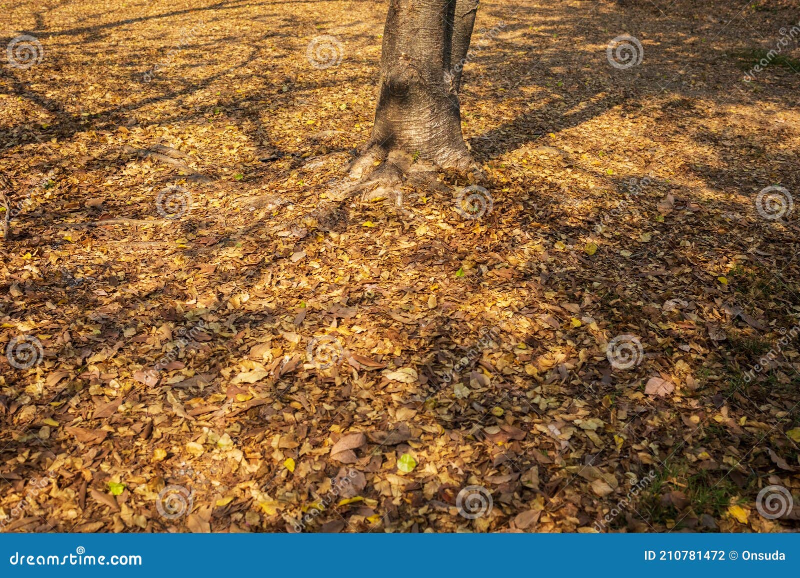 Closeup Bottom of Tree Trunk with Autumn Leaves Stock Photo - Image of ...