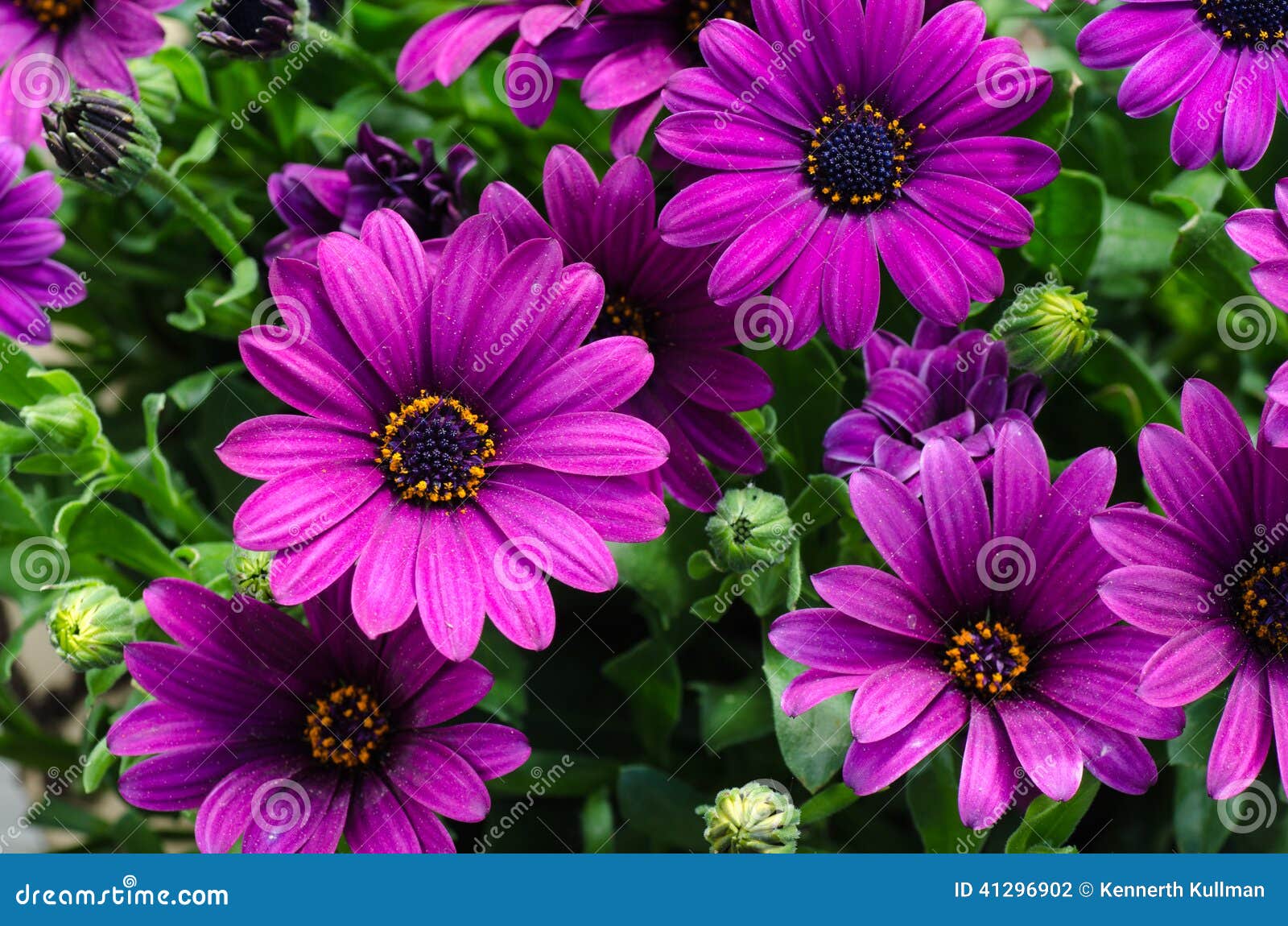 Closeup of a Bouquet Purple Daisies Stock Photo - Image of yellow, head ...