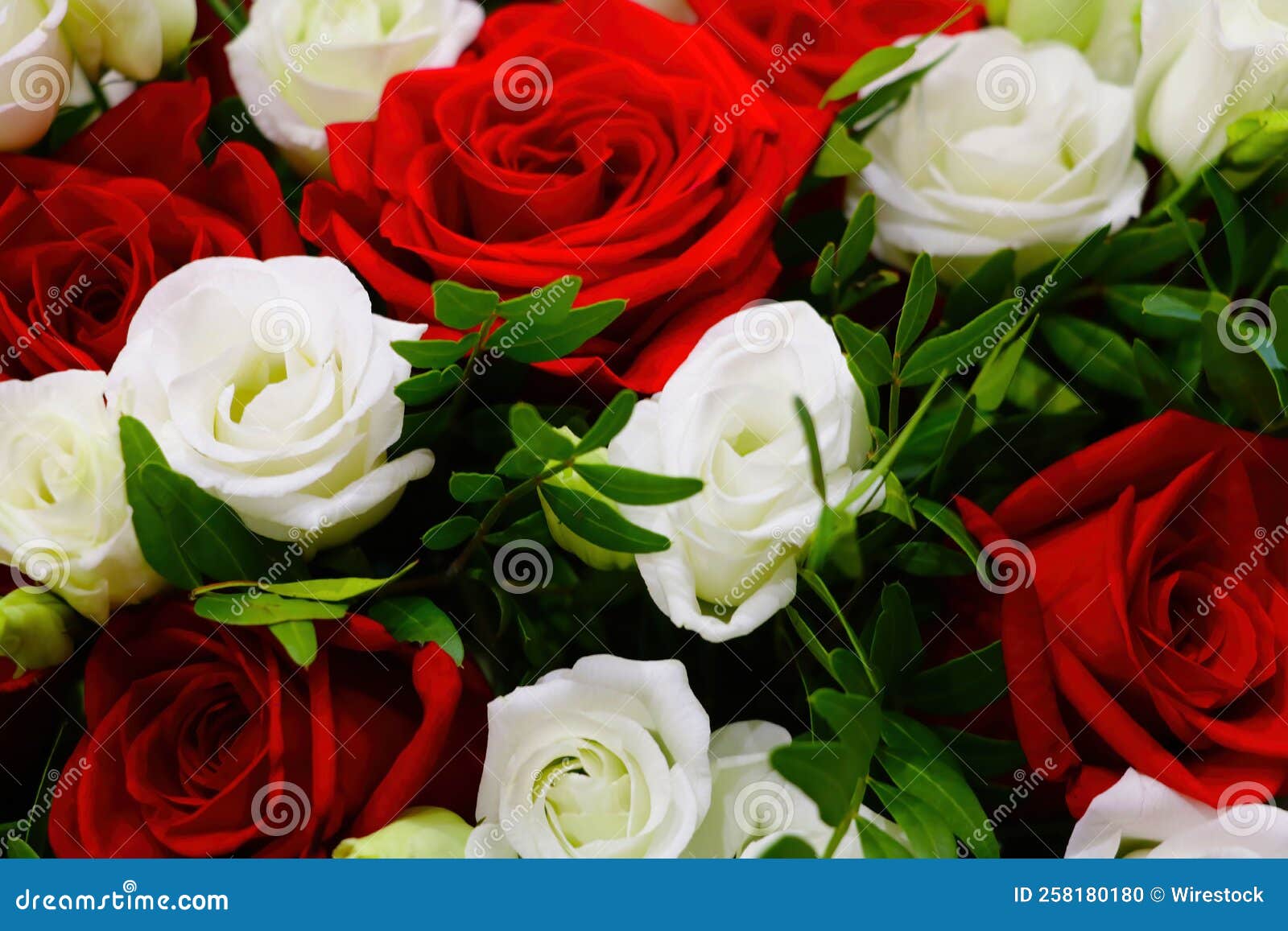 Closeup of a Bouquet of White and Red Roses Stock Photo - Image of ...