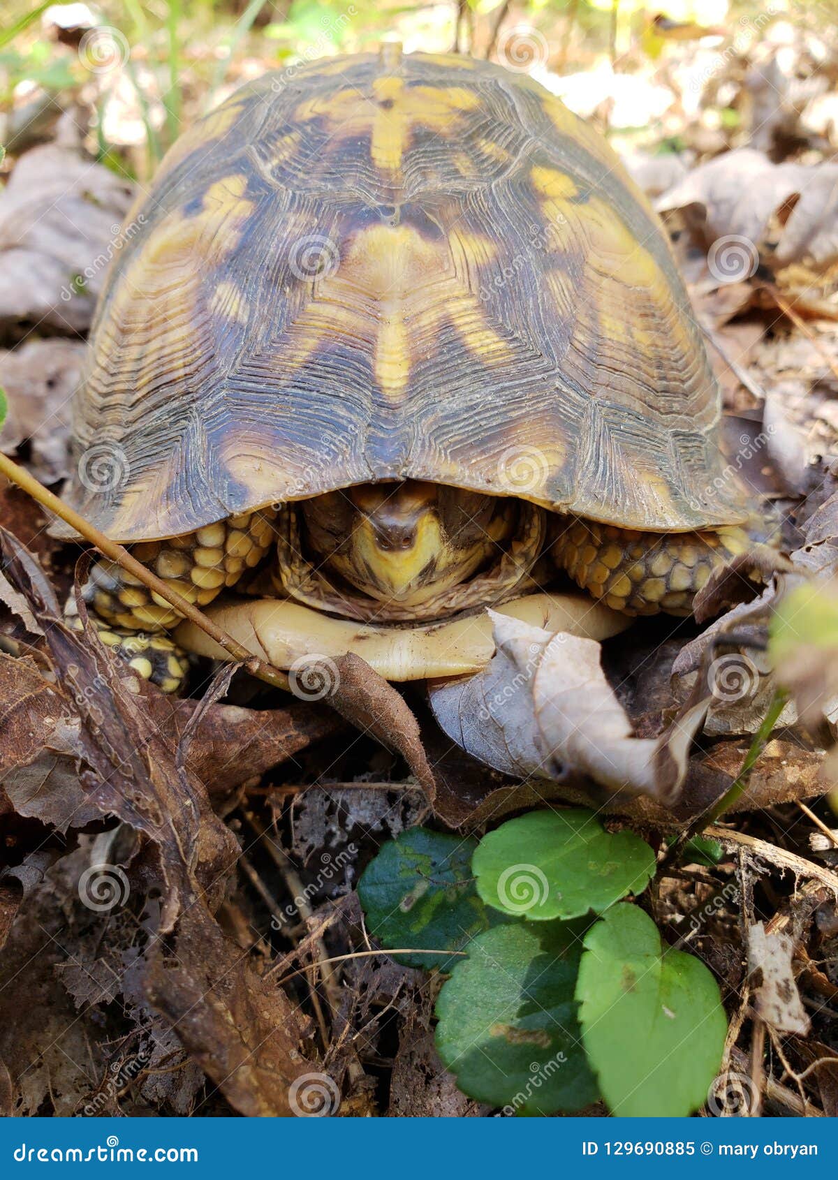 Closeup of box turtle stock image. Image of leaves, twigs - 129690885