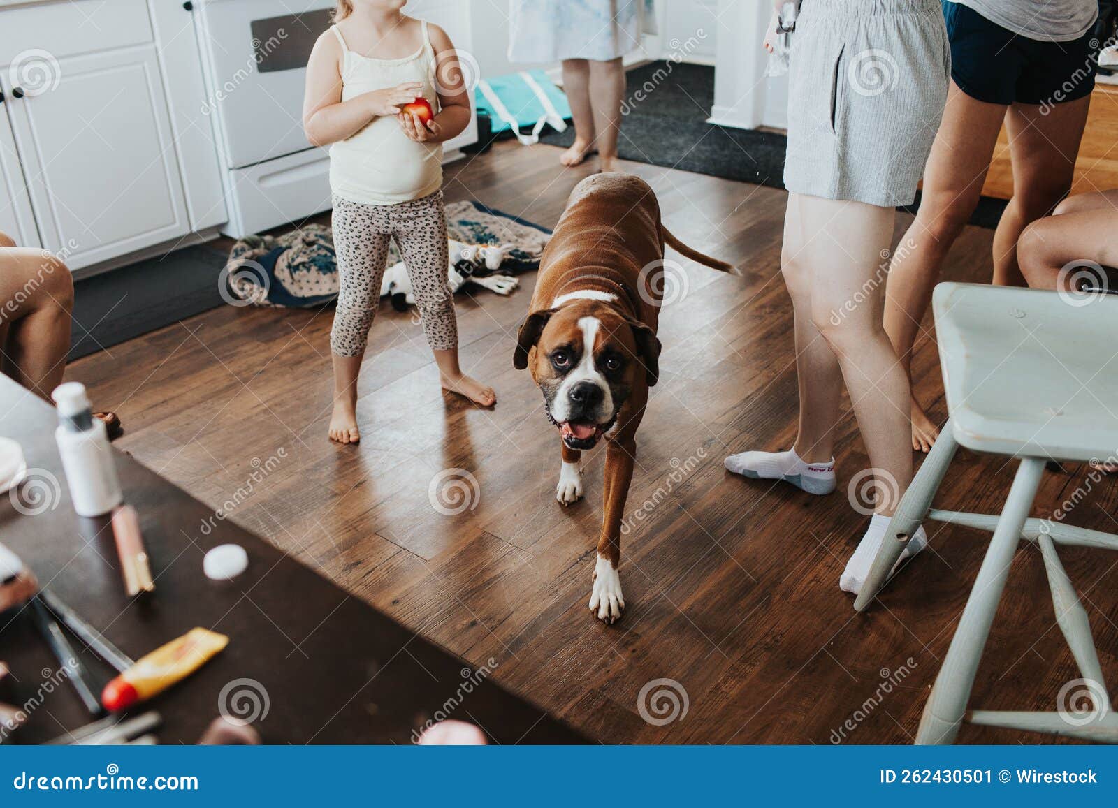 Closeup of a Boxer Walking in a House Stock Image - Image of nature ...