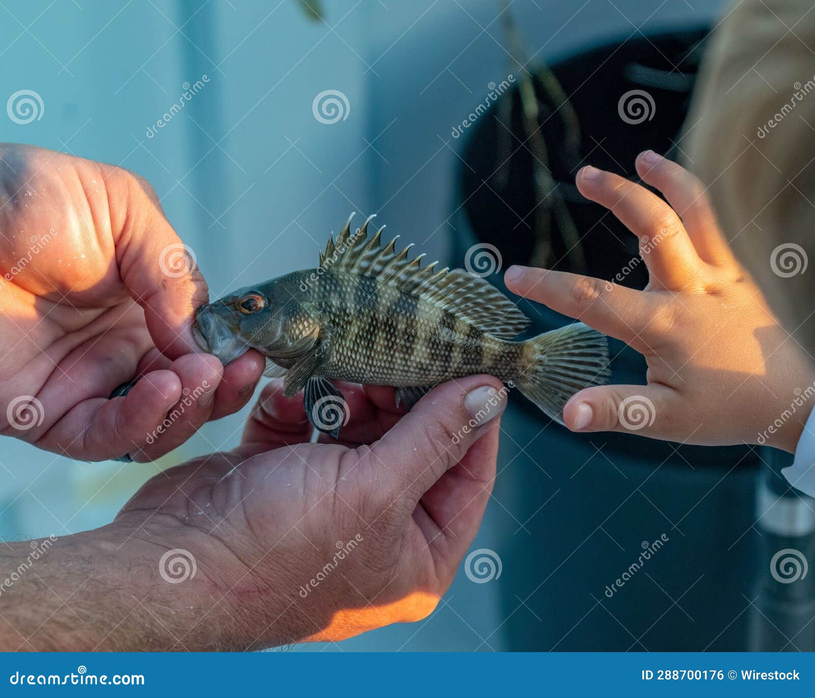 Closeup of a Boy Touching a Freshly Caught Fish Stock Photo - Image of ...