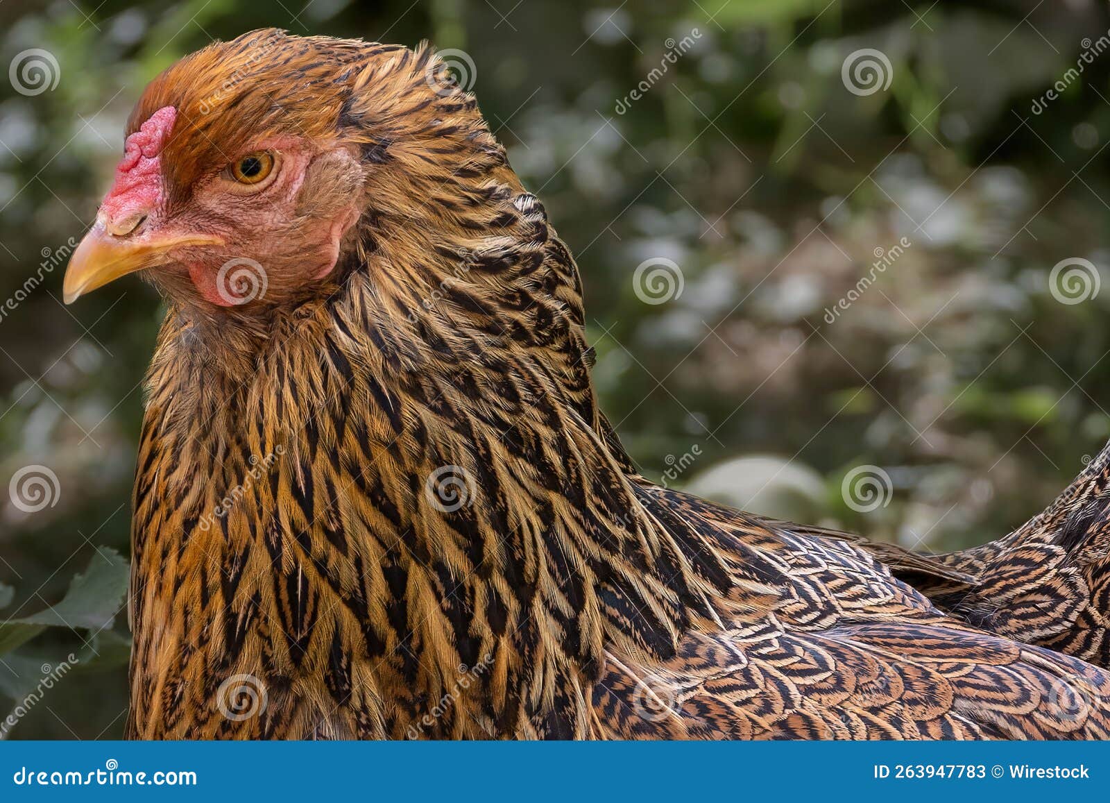 Closeup Of A Brahma Chicken Side Profile Captured In A Garden Stock ...