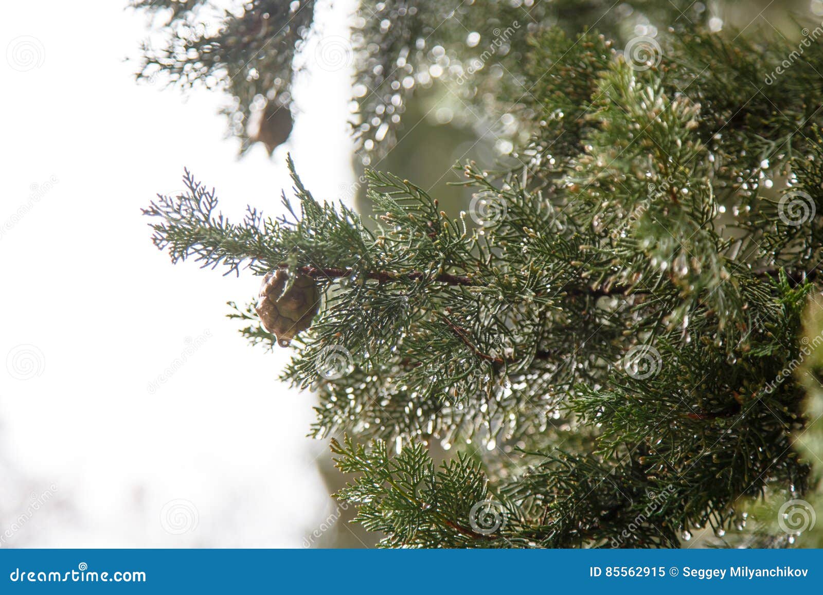 Closeup of a Branch the Cypress Cone. Stock Image - Image of wood ...
