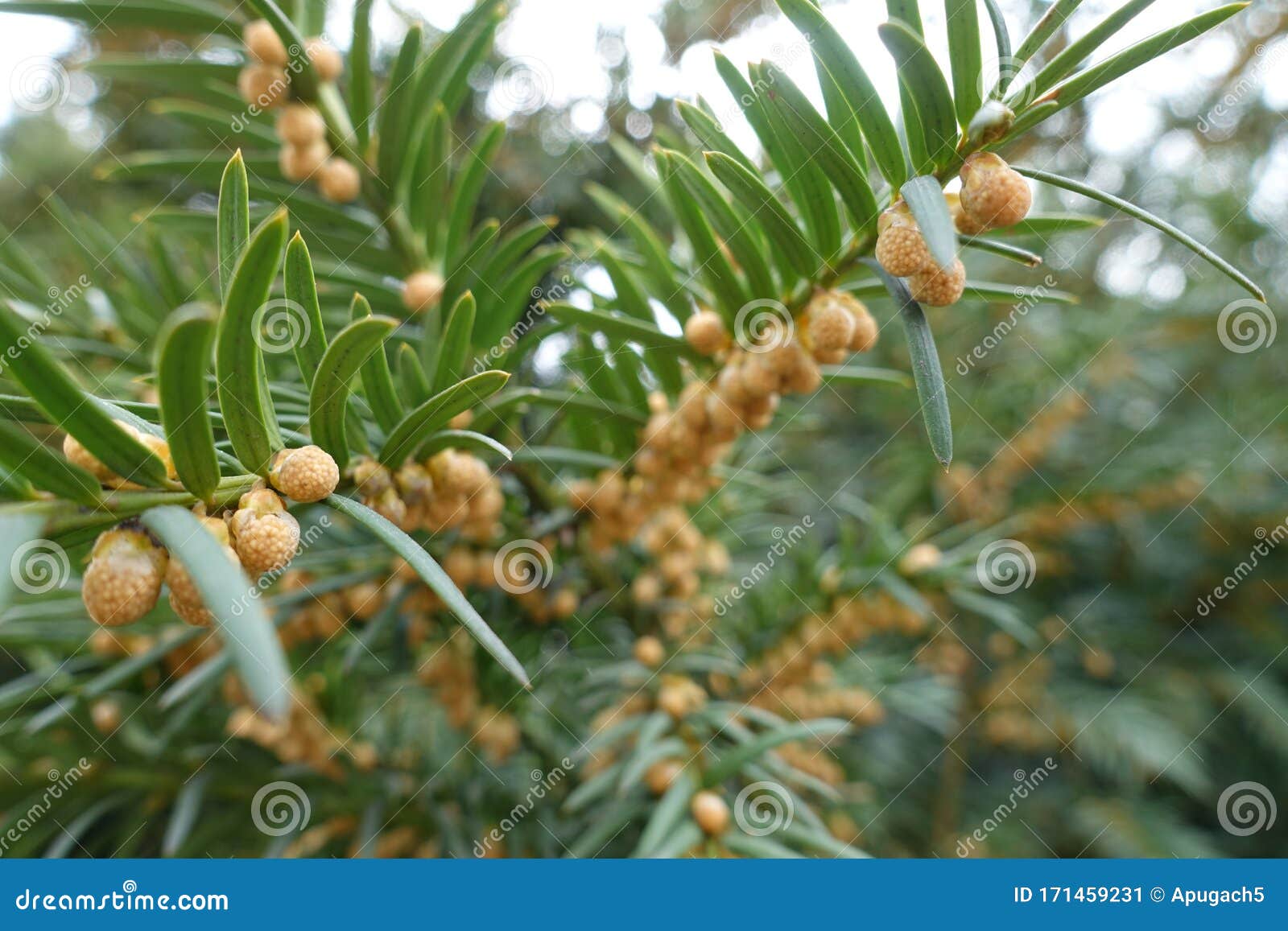 Closeup of Branch of Yew with Male Cones in March Stock Image - Image ...