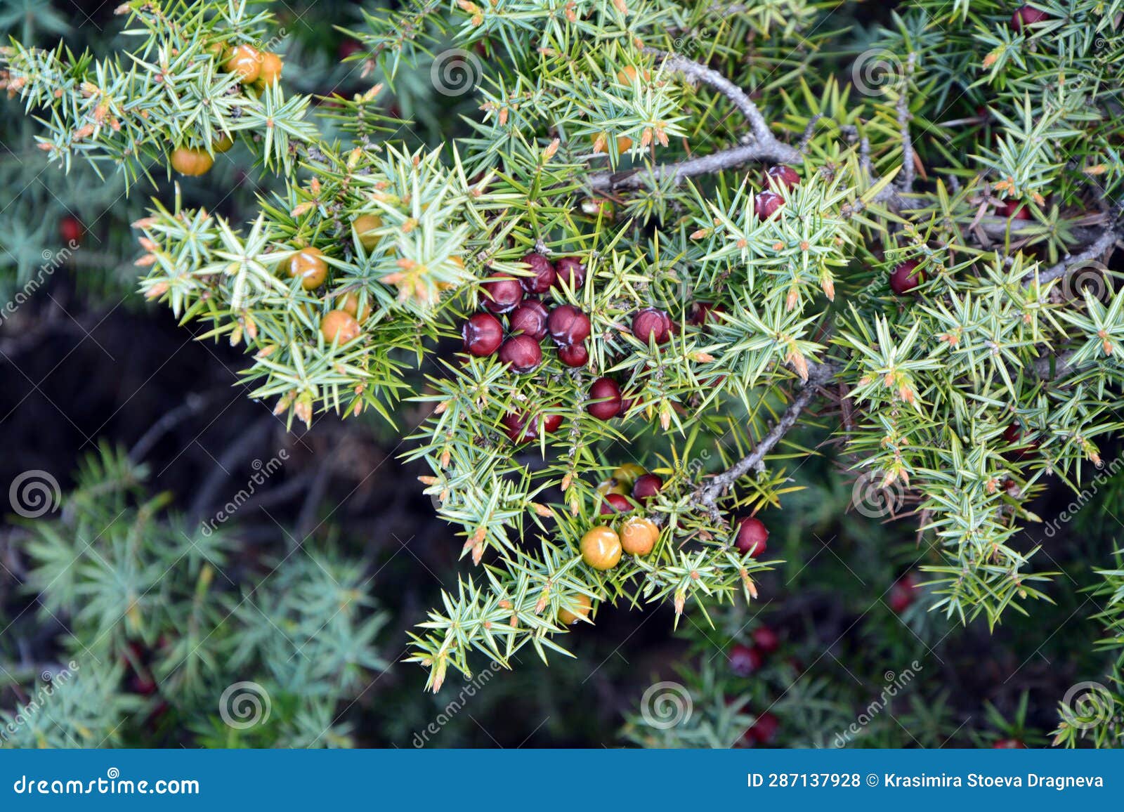 A Closeup of the Green Branches and Orange and Red Fruits of Cade ...