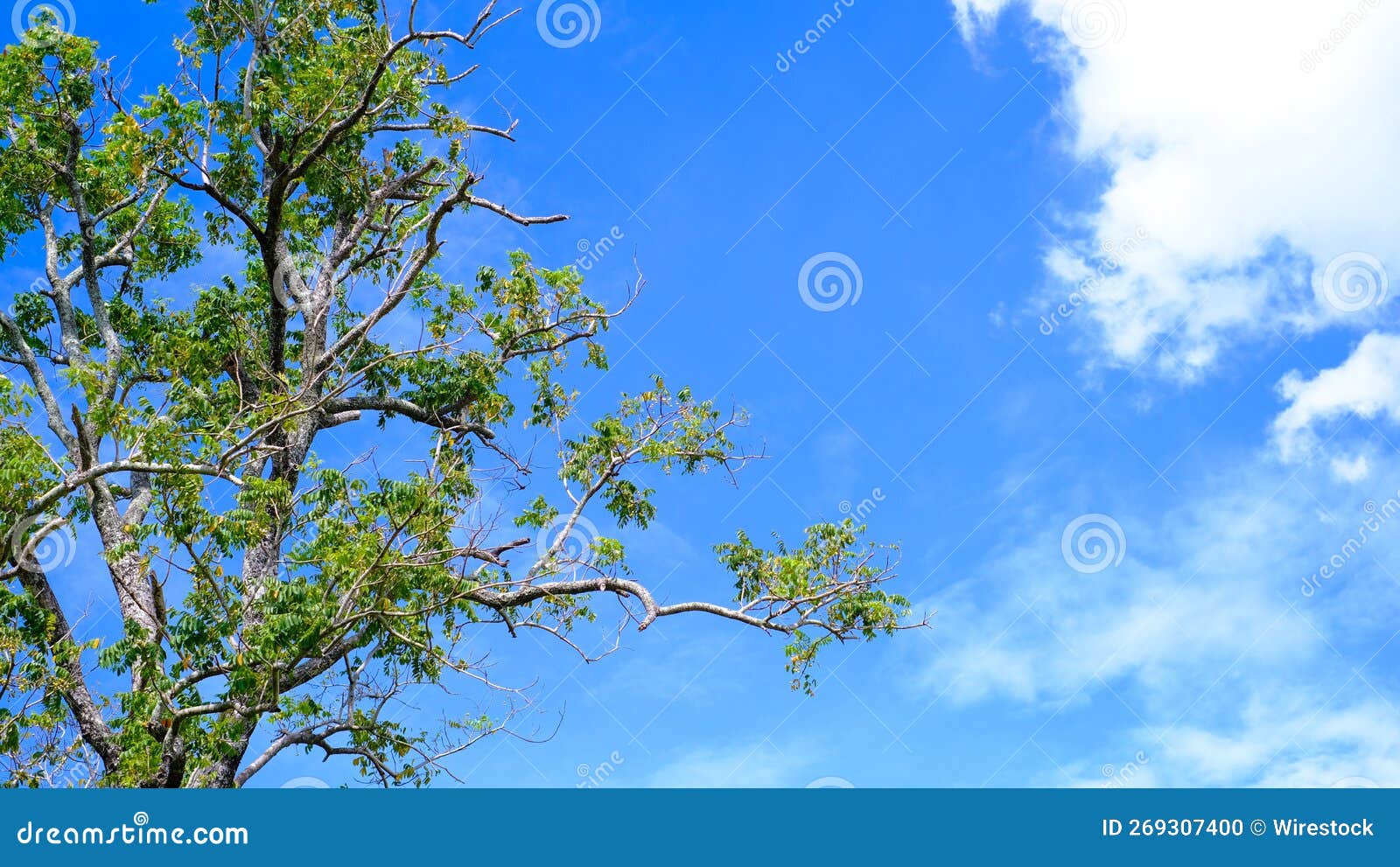 Closeup of the Branches of a Pine Tree in Front of the Cloudy Sky Stock ...