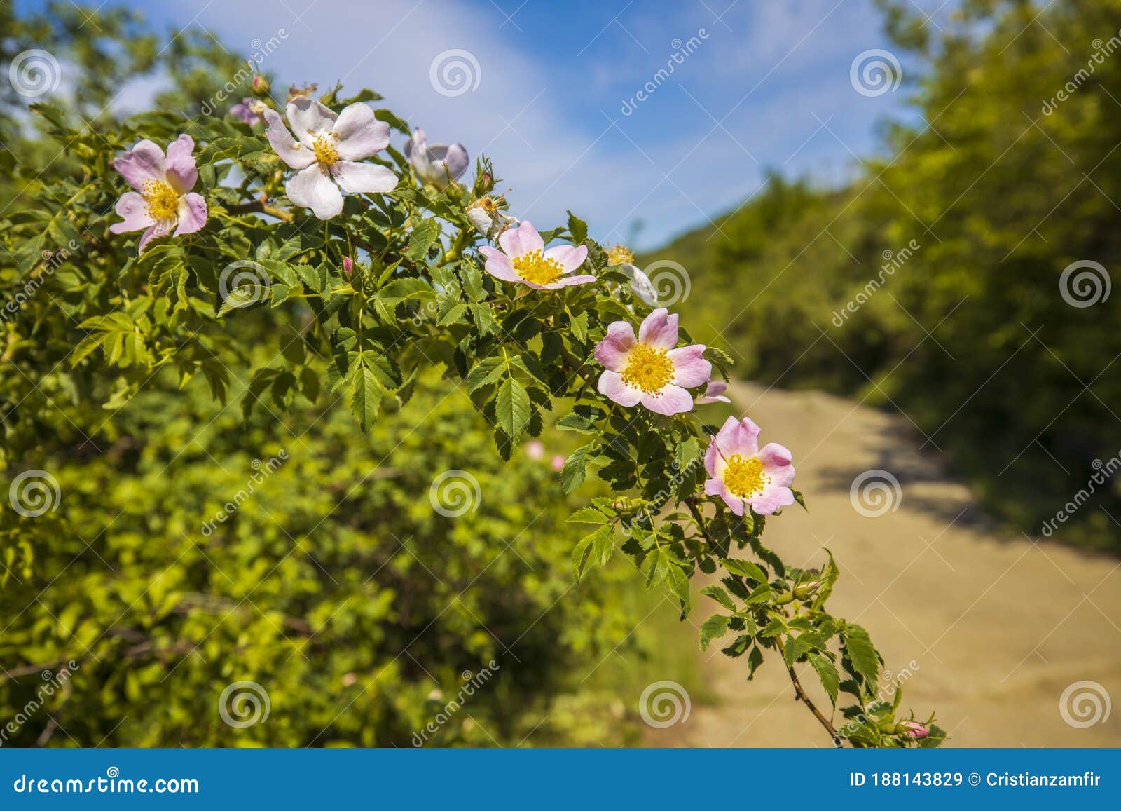 Briar Bush with Flowers in Bloom Stock Image - Image of macro, leaf ...