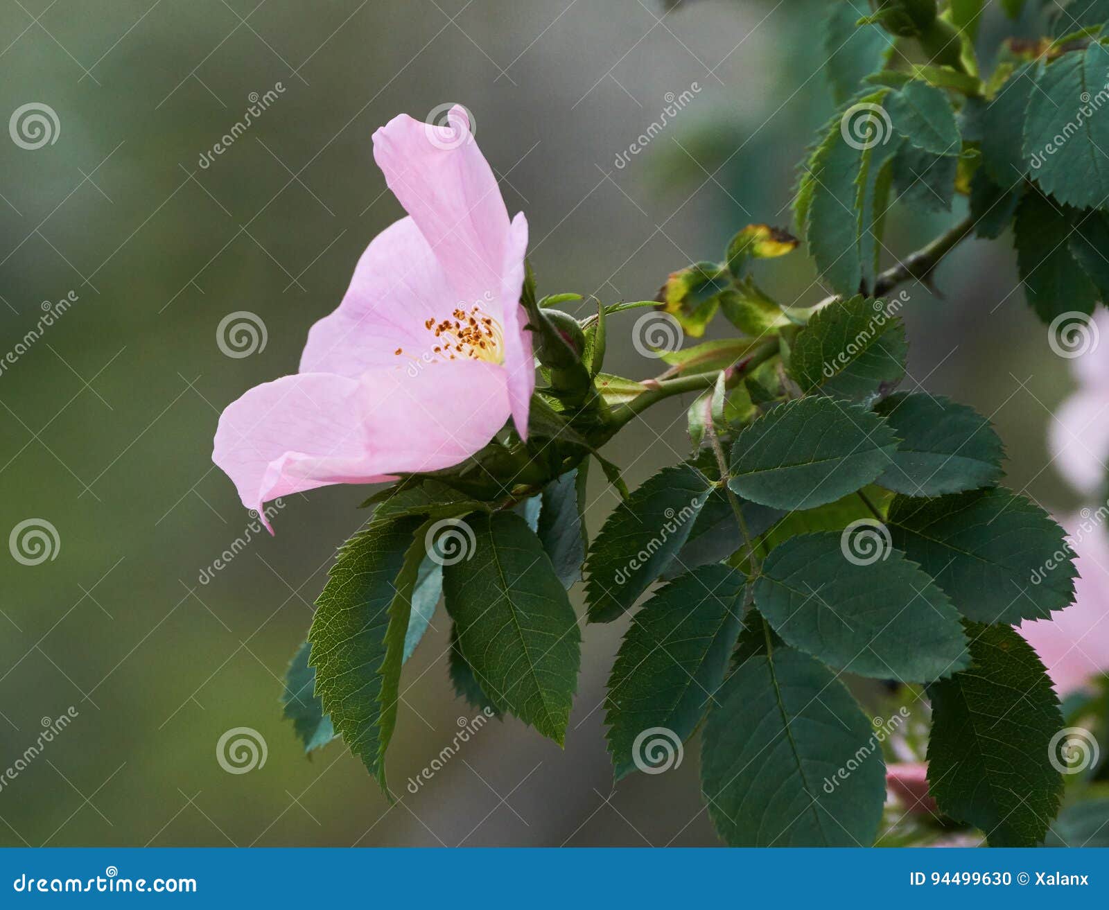 Briar flowers in closeup stock photo. Image of colorful - 94499630