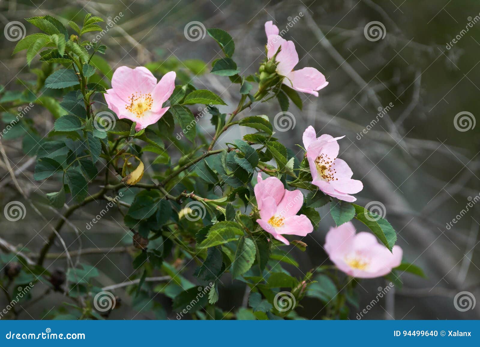 Briar flowers in closeup stock photo. Image of bloom - 94499640