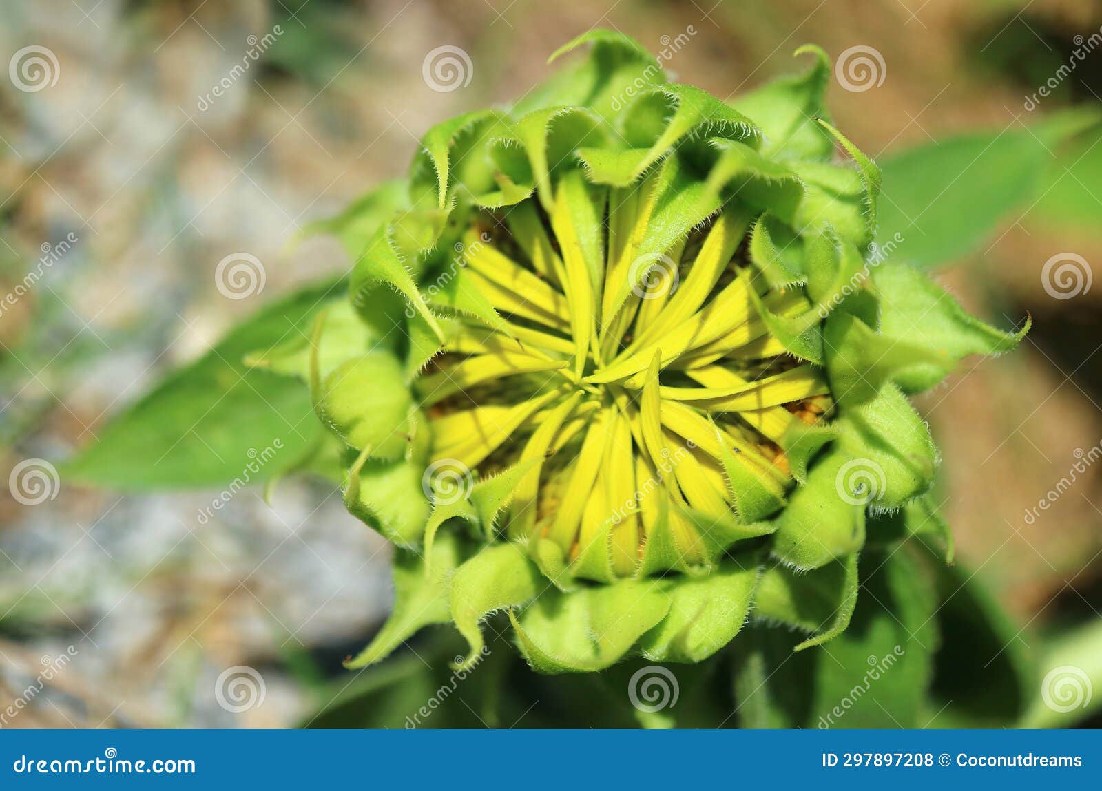 Bright Green Sunflower Bud in the Sunlight Stock Photo - Image of ...