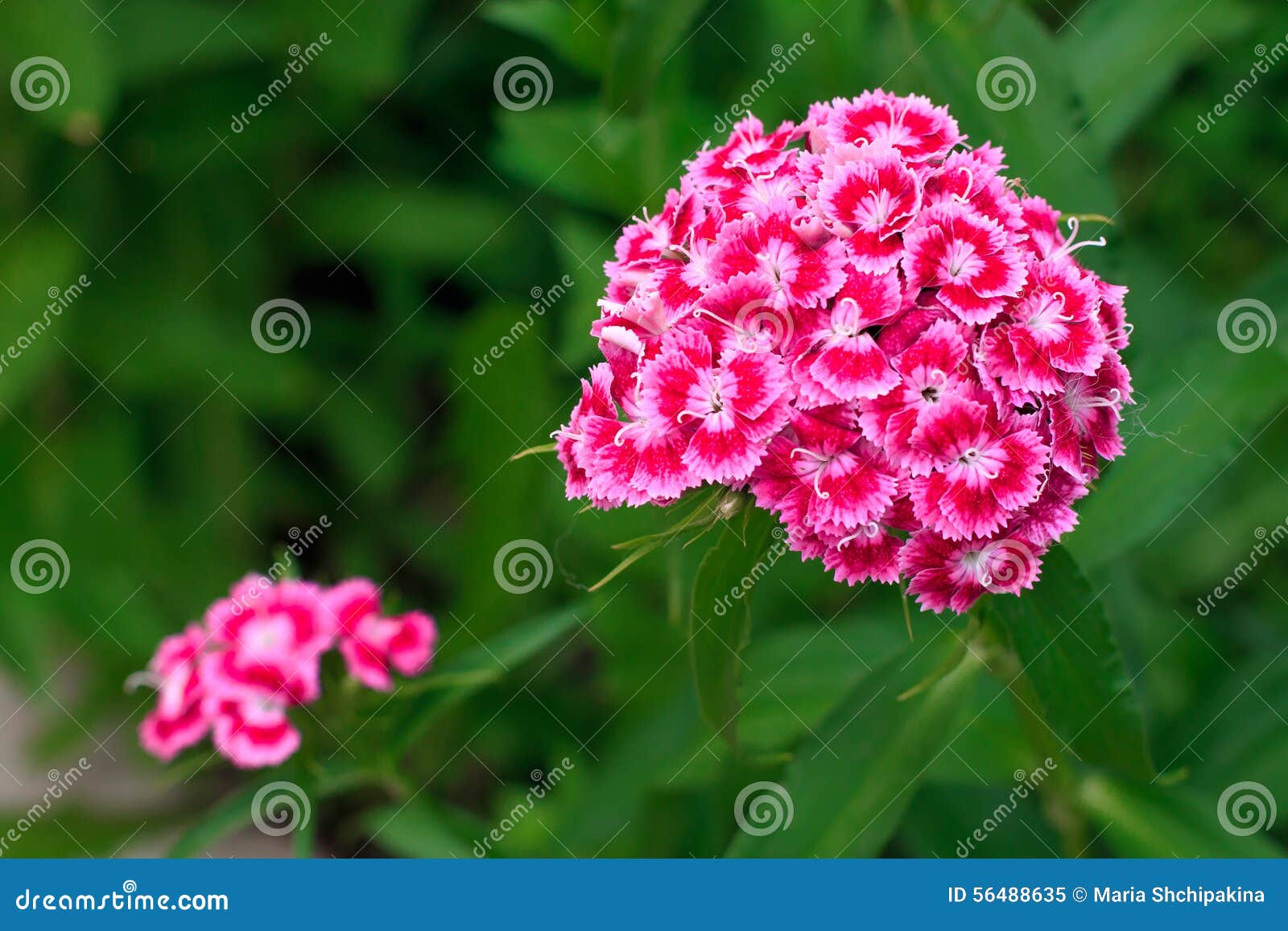 446 Closeup Bright Pink Carnation Field Photos - Free & Royalty-Free ...