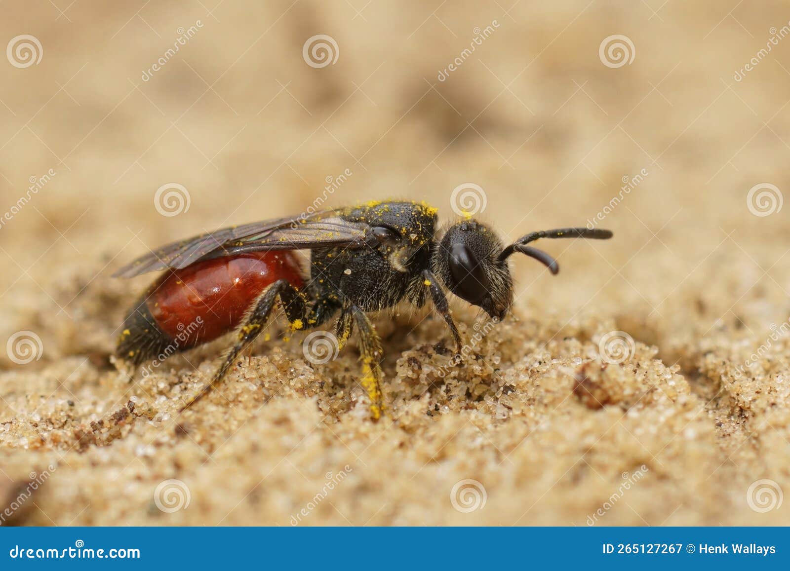 Closeup on a Bright Red Cuckoo Bee, Sphecodes , Sitting in the Sand ...