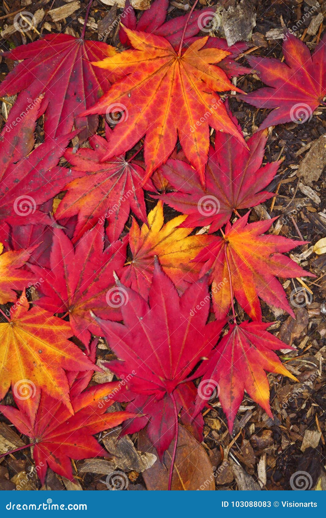 Closeup of Bright Red Japanese Maple Leaves Stock Image - Image of fall ...