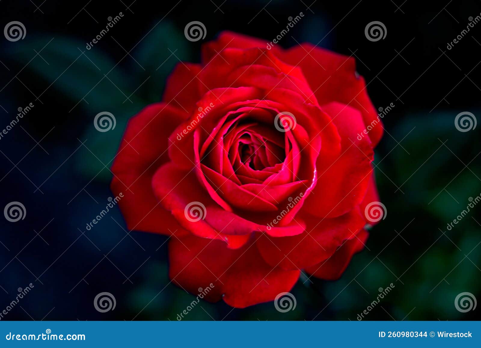 Closeup of a Bright Red Rose Growing in a Garden Stock Photo - Image of ...