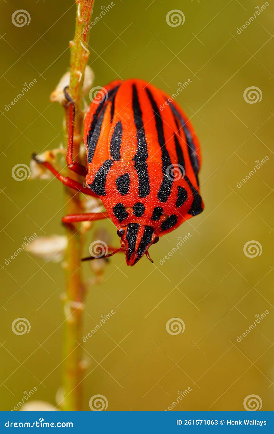 Closeup on the Brilliant Red Colored Mediterranean Striped Shieldbug ...