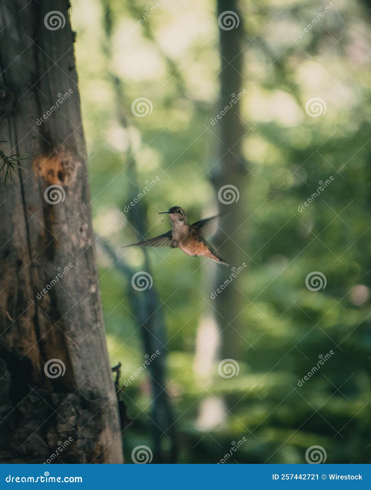 Closeup of a Broad-tailed Hummingbird, a Vertical Shot Stock Image ...