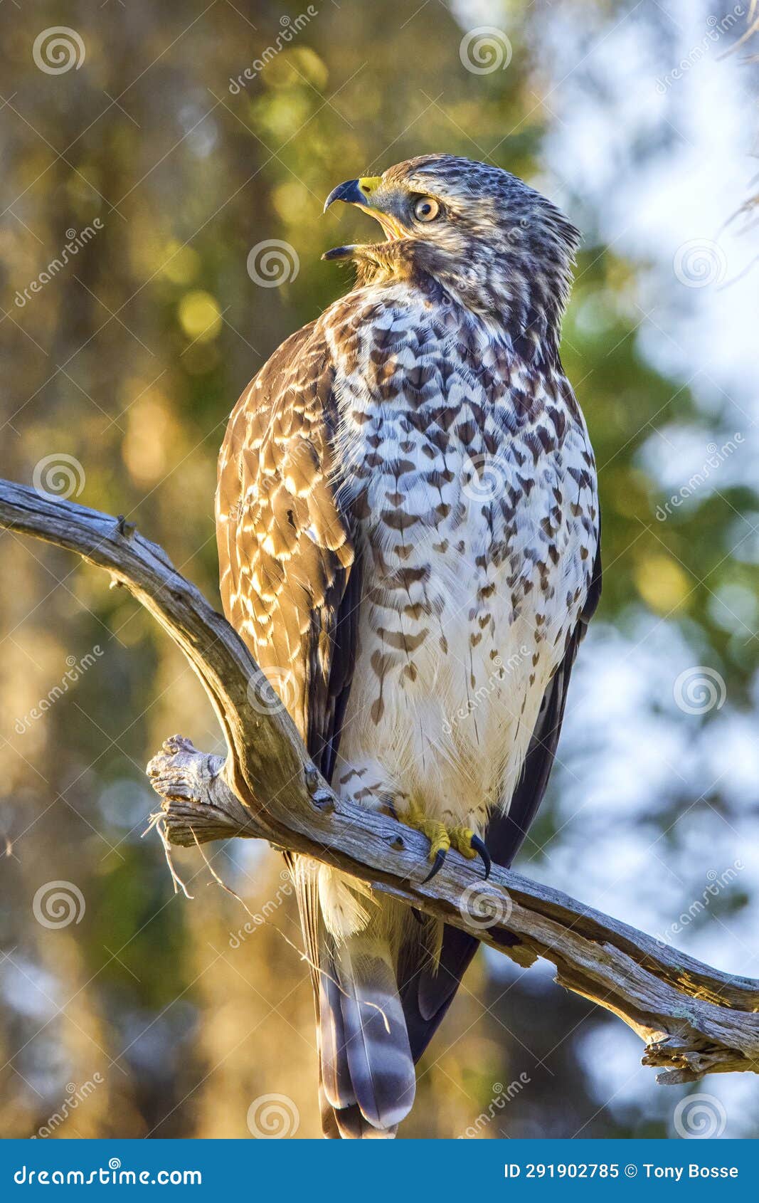 A Broad-winged Hawk Starring at a Sunrise Stock Image - Image of wild ...