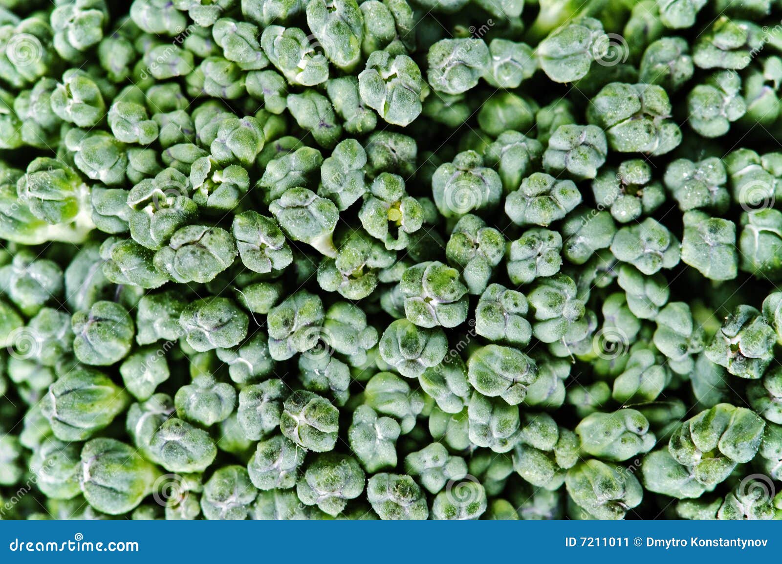 Closeup of Broccoli Texture Stock Image - Image of cooking, broccolli ...