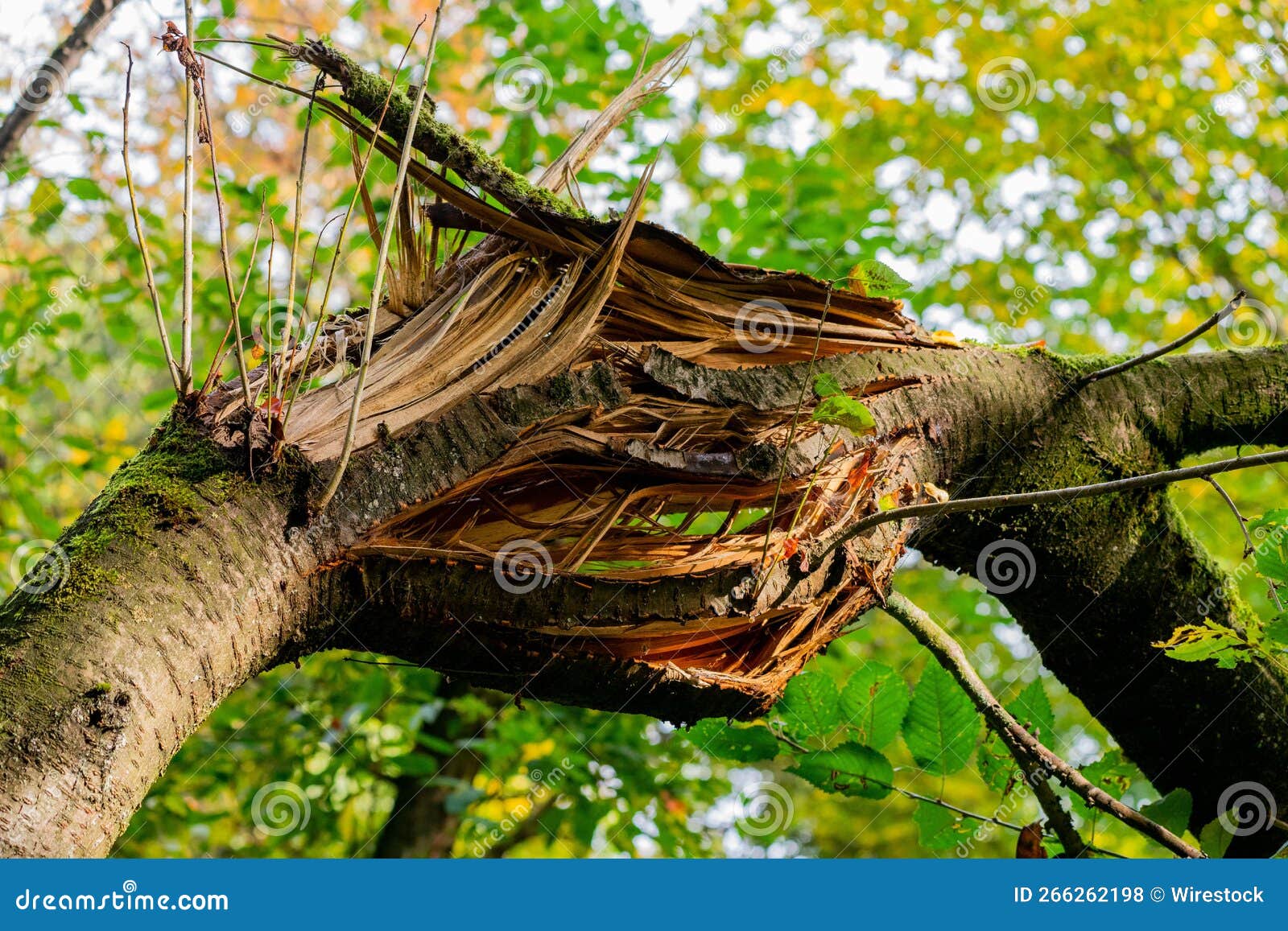 Closeup of a Broken Log of a Tree in a Green Forest Stock Photo - Image ...