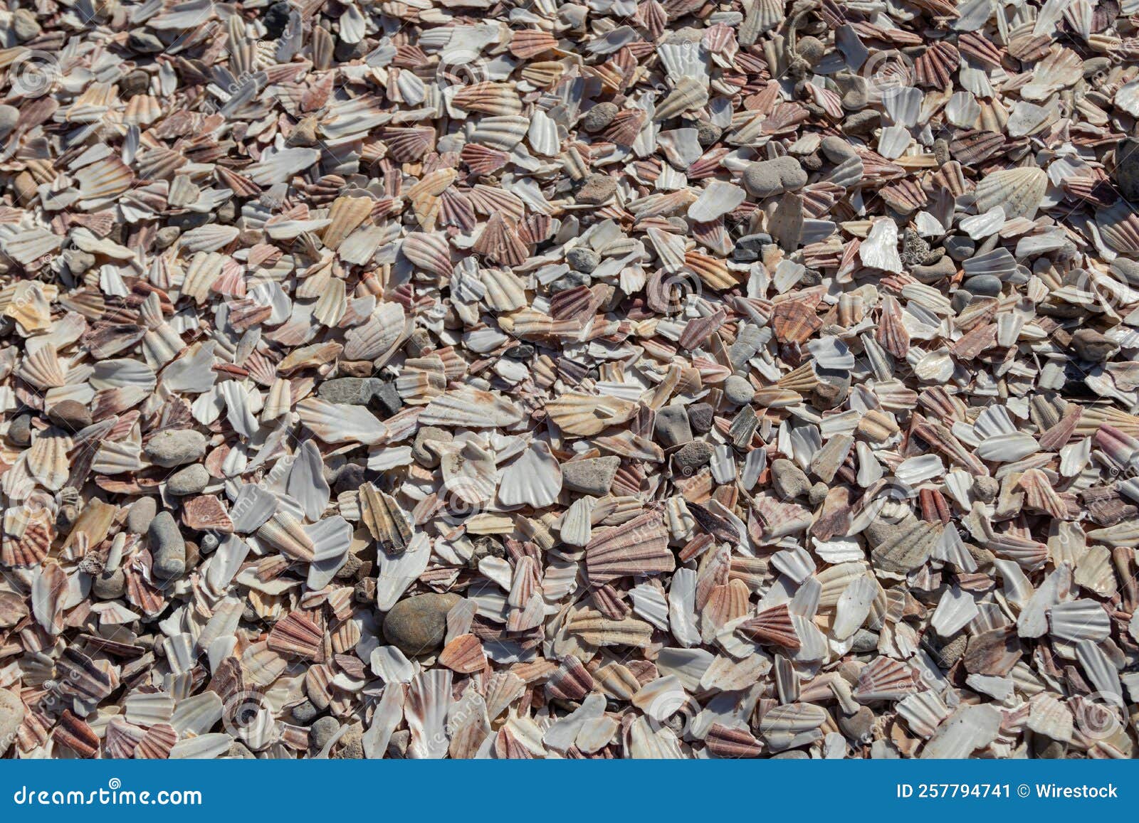 Closeup of Broken Shells on the Beach Stock Image - Image of nature ...