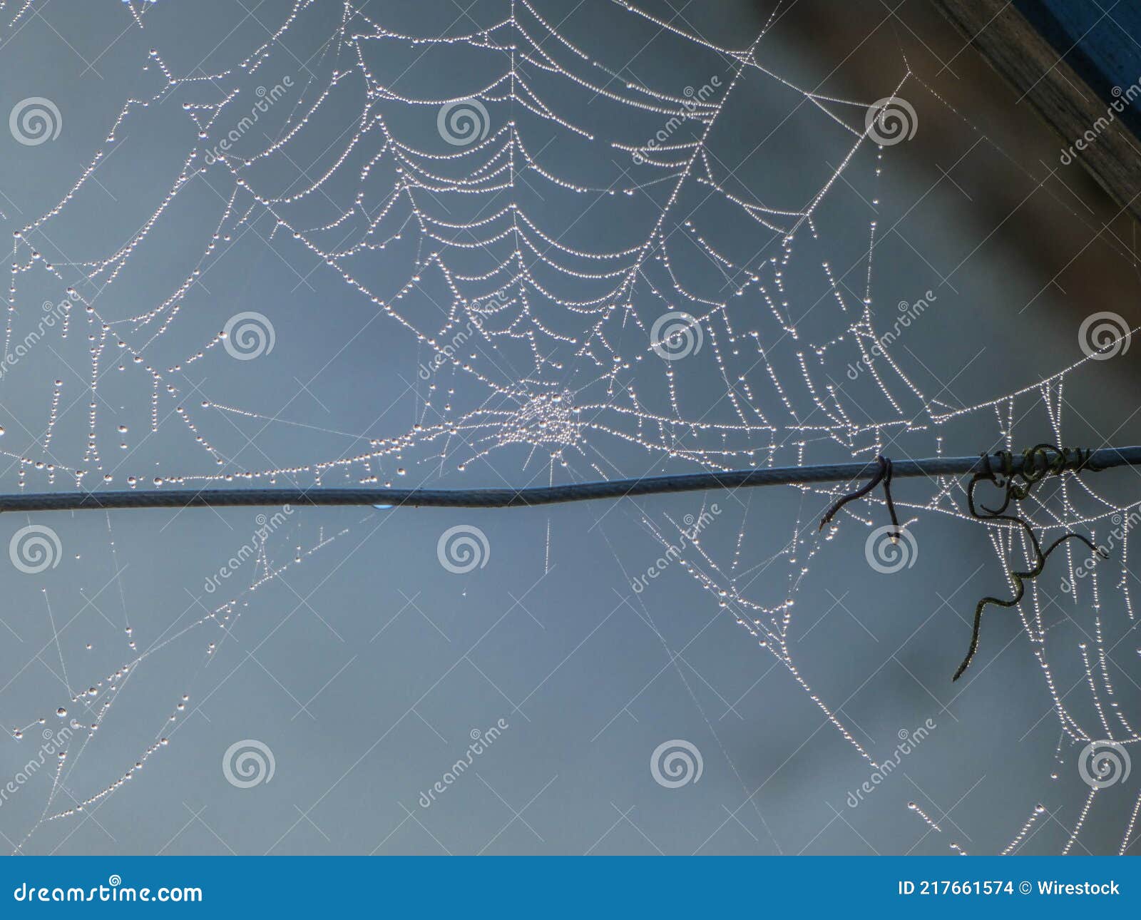 Closeup of Broken Spider Web Covered with Water Droplets at the Back of ...
