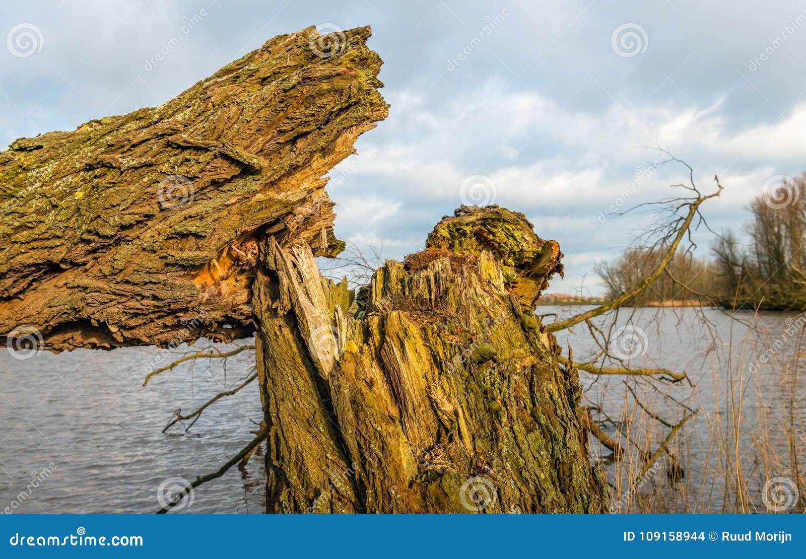 Broken thick tree up close stock photo. Image of dead - 109158944