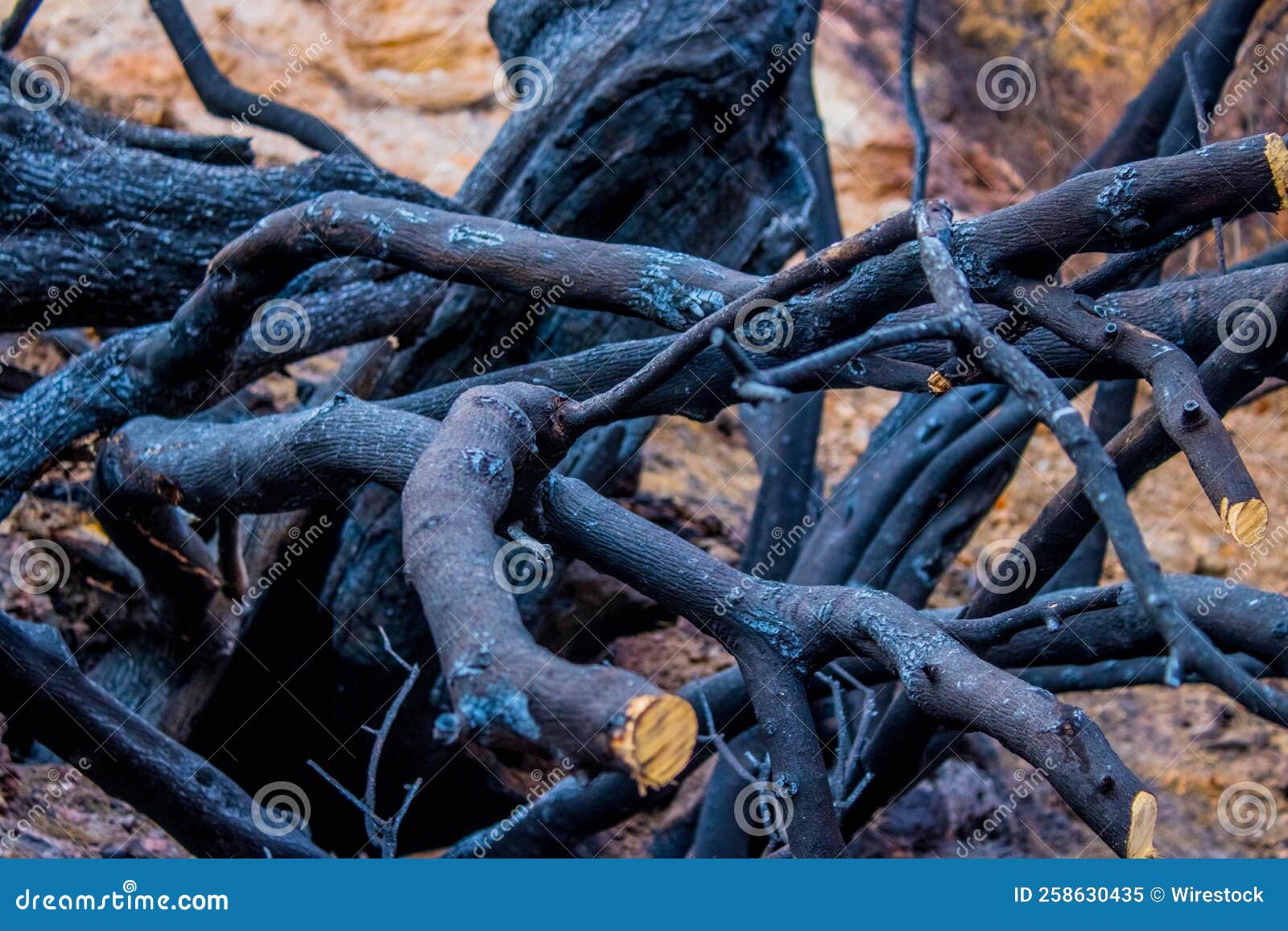Closeup of Broken Tree Branches Stock Image - Image of branches ...